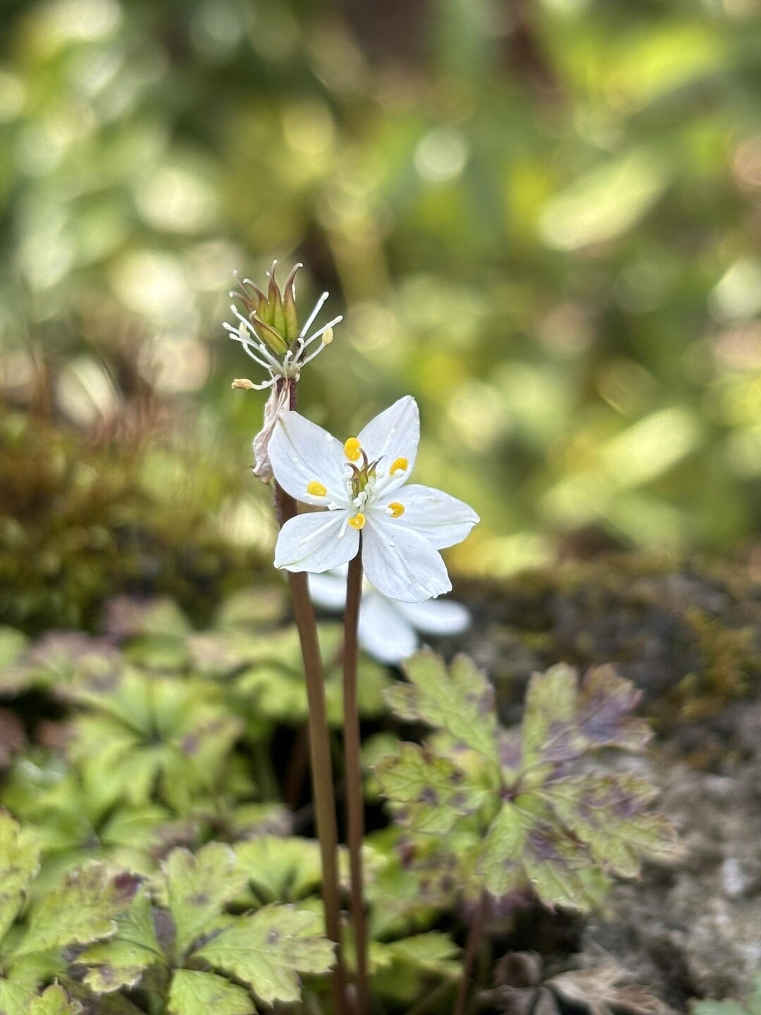 バイカオウレンを求めて🌸 / kitty reikoさんの六道山 ・多摩湖・狭山湖の活動データ | YAMAP / ヤマップ