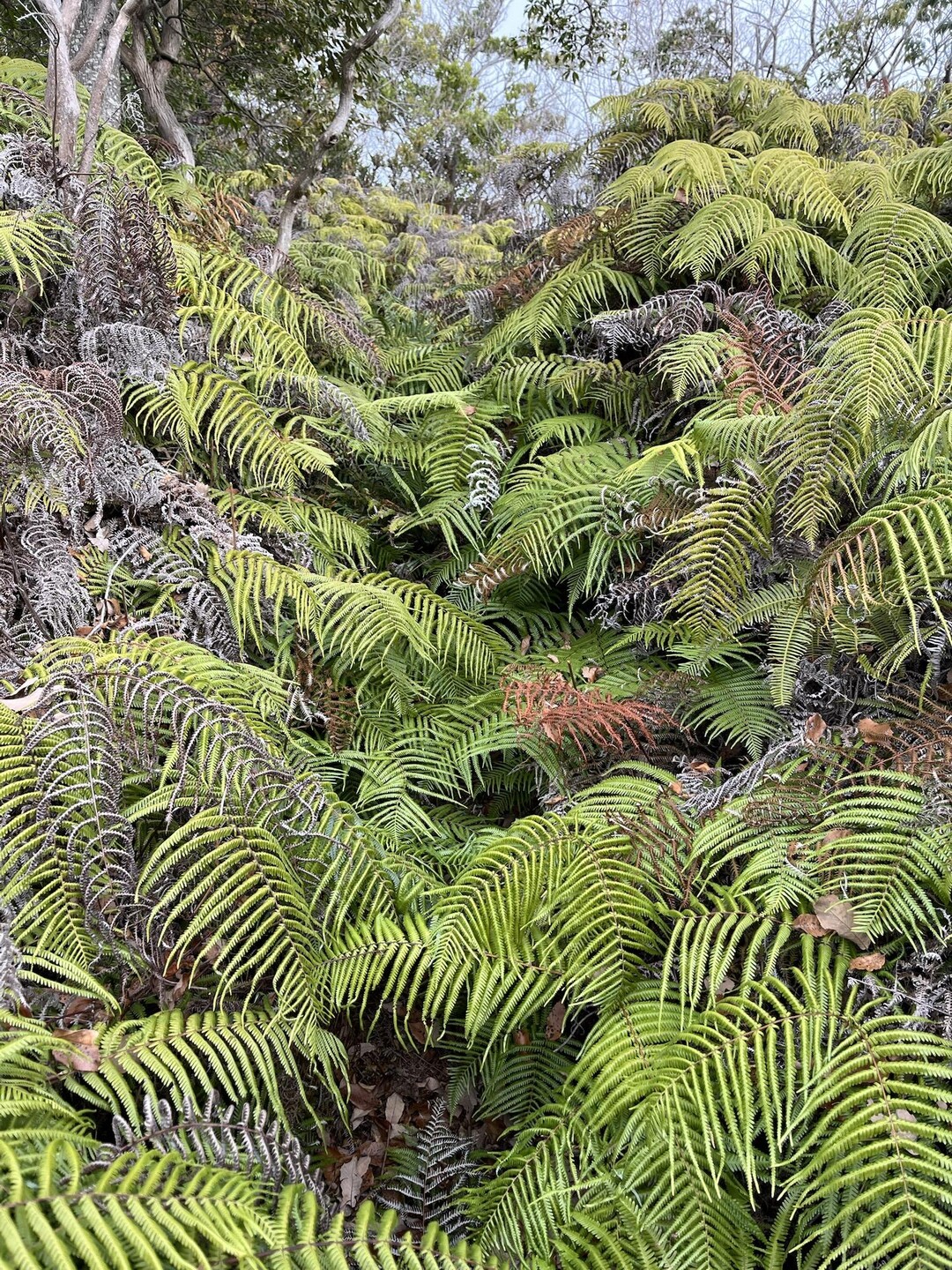 氷上山・三才山・東山 / おきM2さんの東方便山・粟ヶ岳の活動データ | YAMAP / ヤマップ