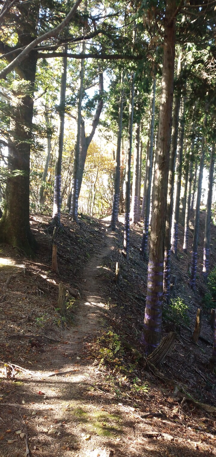 天狗堂-P924-サンヤリ 往復コースの地図・登山ルート・登山口情報 | YAMAP / ヤマップ