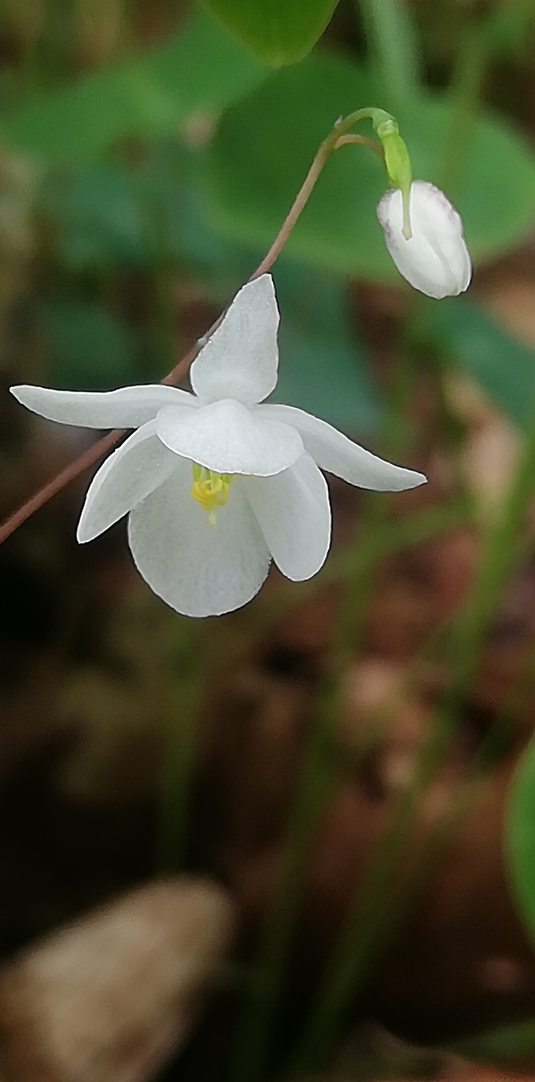 バイカイカリソウに会いたくて②猪の瀬戸 / ima3さんの由布岳・鶴見岳の活動日記 | YAMAP / ヤマップ