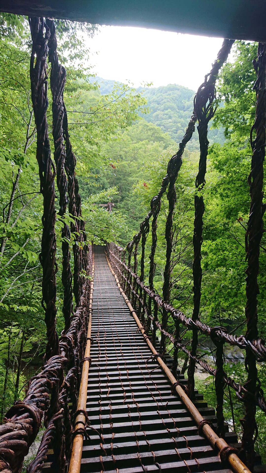 奥祖谷二重かずら橋 / b-Dragonさんの三嶺・天狗塚・石立山の活動データ | YAMAP / ヤマップ