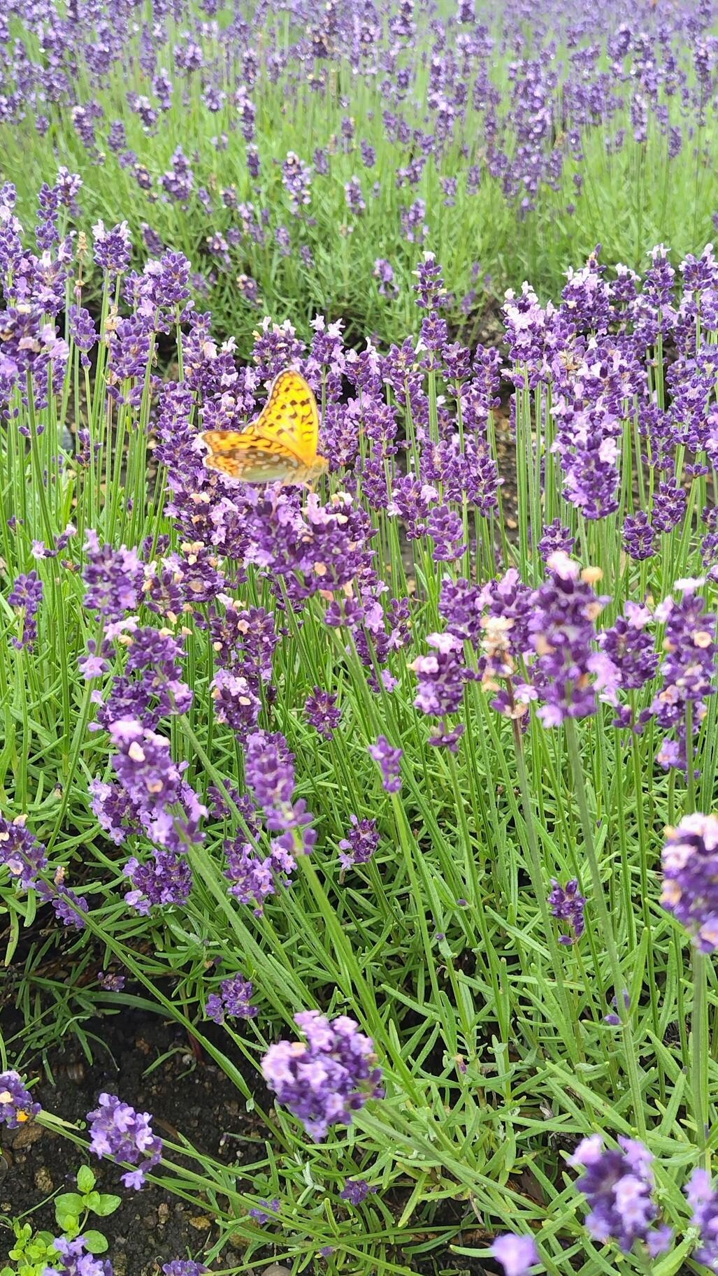 ラベンダー🪻観賞 in TAMBARA / riko** ☪さんのウォーキングの活動データ | YAMAP / ヤマップ