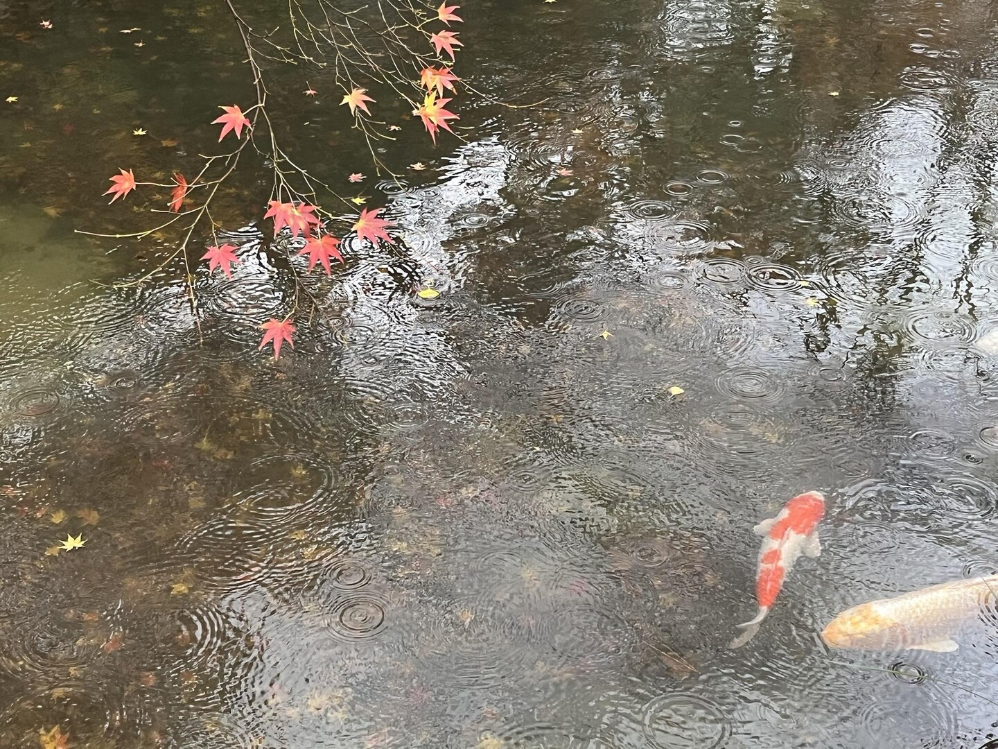 雨☂️のドライブで長門大寧寺に立ち寄り、... / BINcyanさんのモーメント | YAMAP / ヤマップ