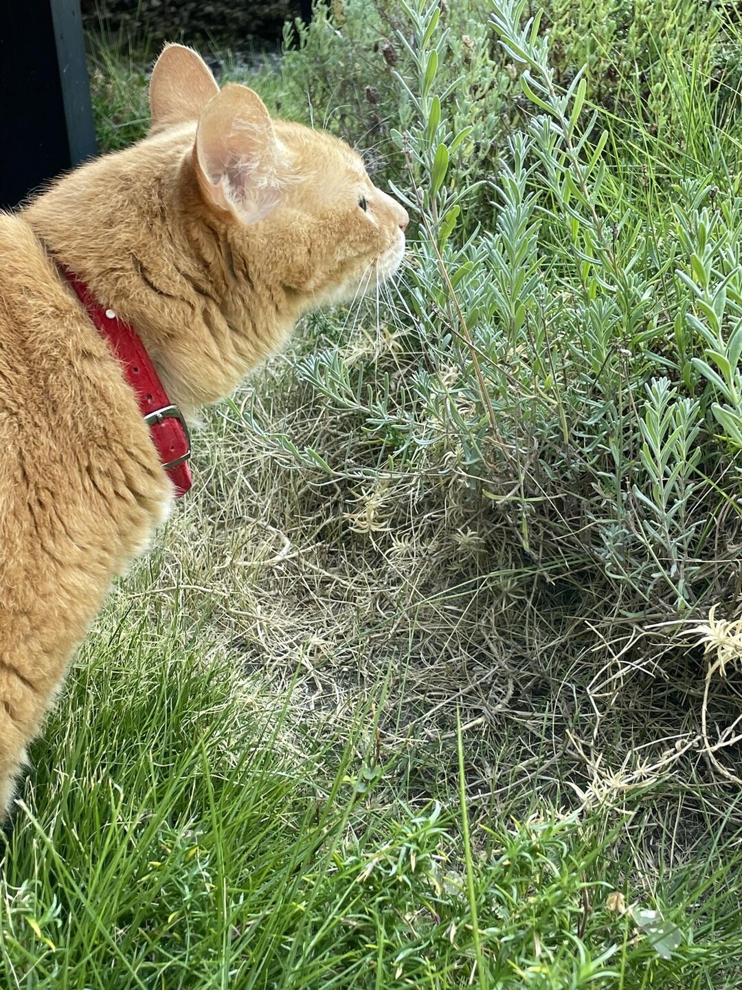 残暑お見舞い申し上げます 茹だるような暑... / Kuさんのモーメント | YAMAP / ヤマップ