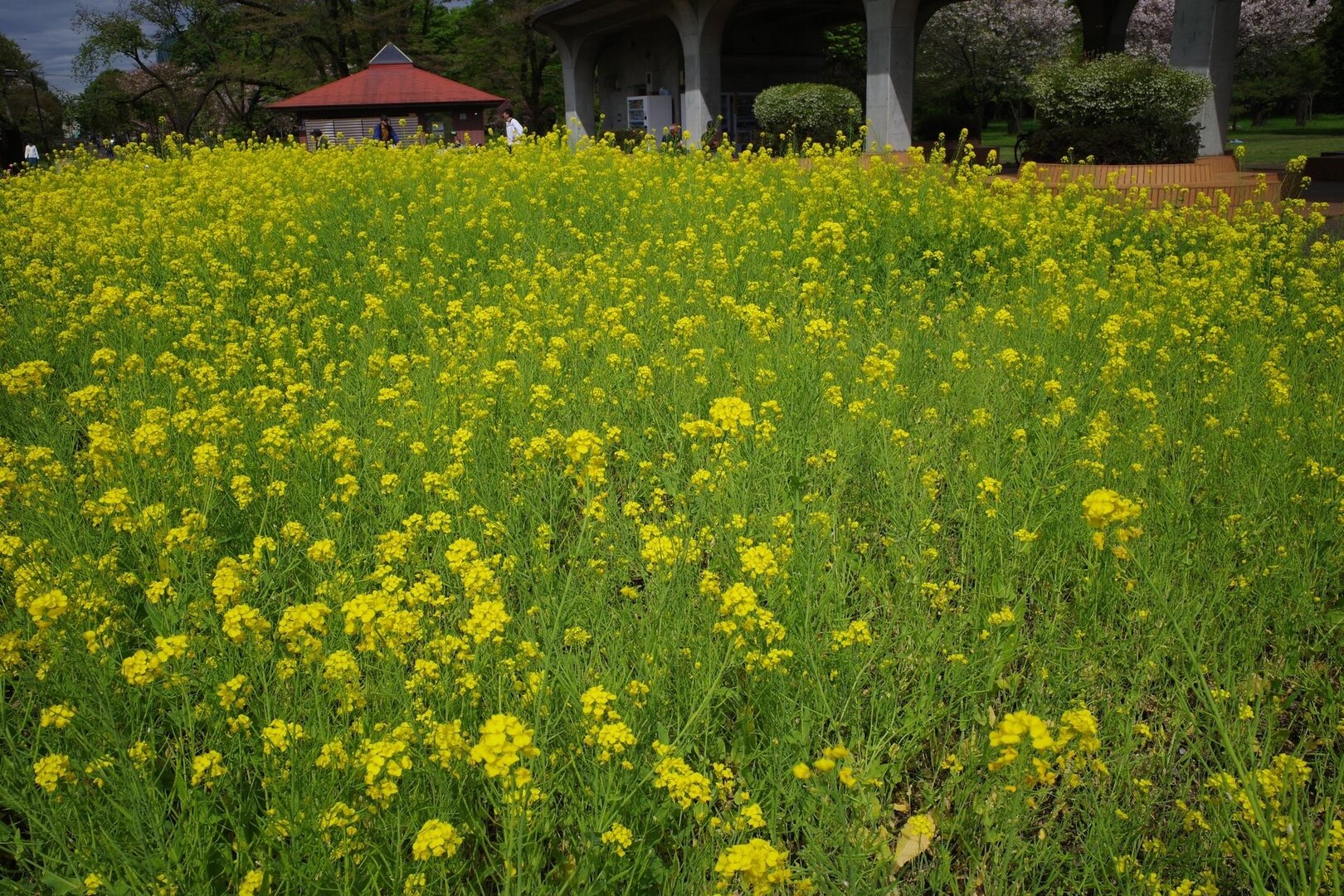 昨晩は関東は風がとても強かったですが、八... / Kotaさんのモーメント | YAMAP / ヤマップ