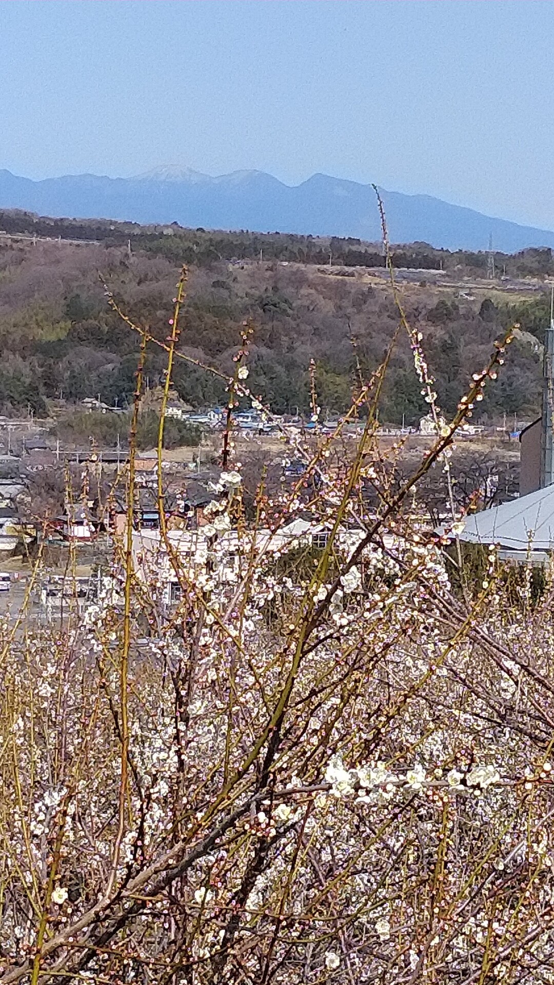 東関東一の榛名梅林が見頃になりました ... / Y-JJさんのモーメント | YAMAP / ヤマップ