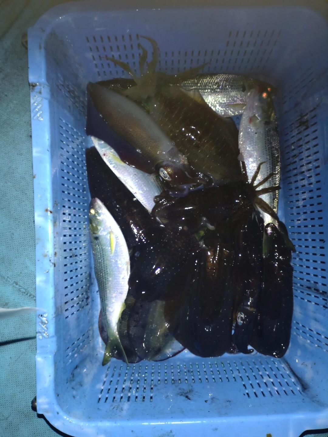 空木岳の翌日は、ティップランでアオリイカ... / NEOさんのモーメント | YAMAP / ヤマップ