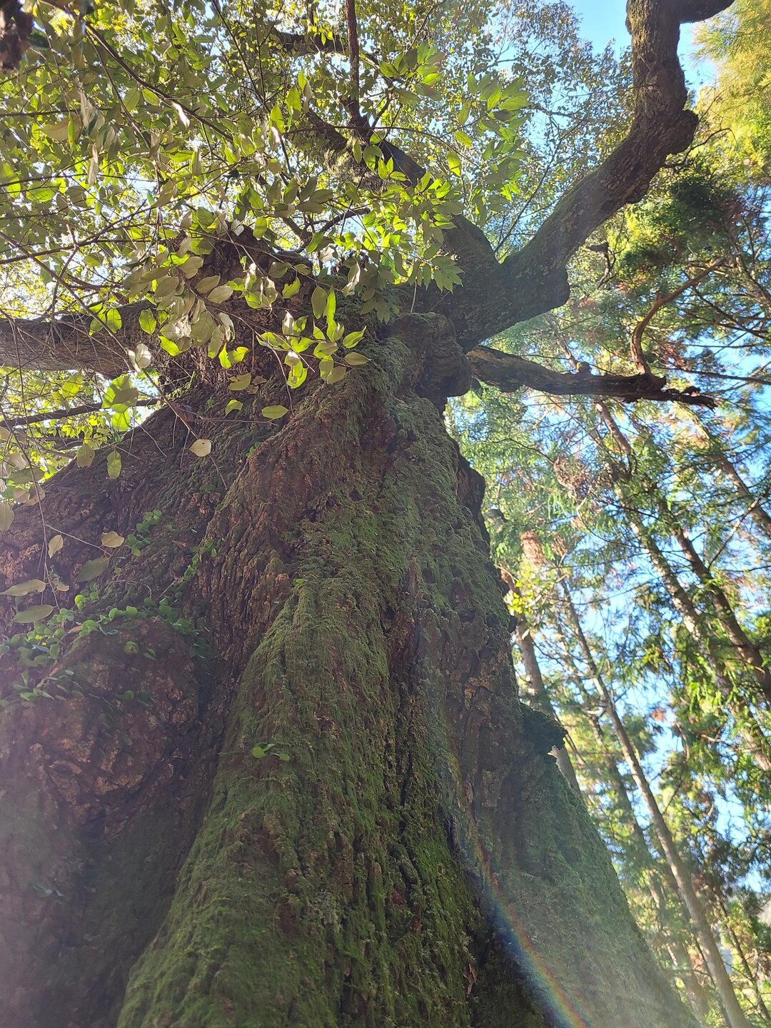 mimiのページ | YAMAP / ヤマップ