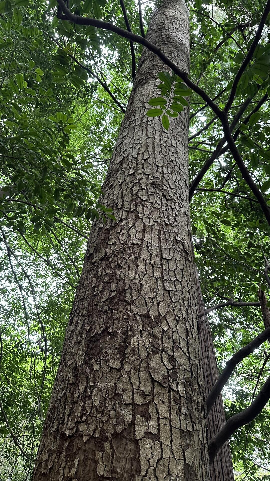 御前山 / Pineさんの御前山の活動データ | YAMAP / ヤマップ