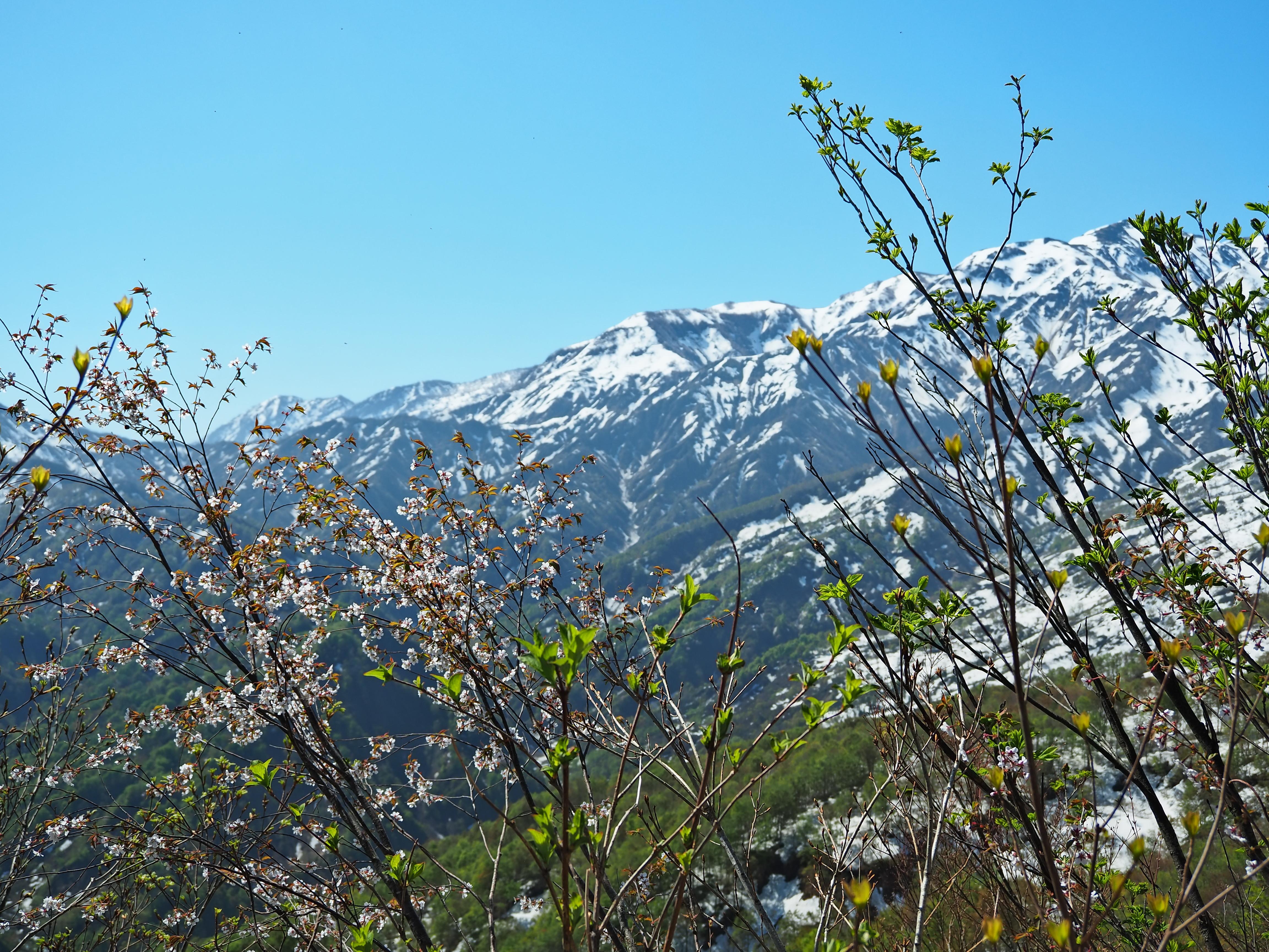 放山 / ICHI JUNさんの鉾ヶ岳・権現岳の活動データ | YAMAP / ヤマップ