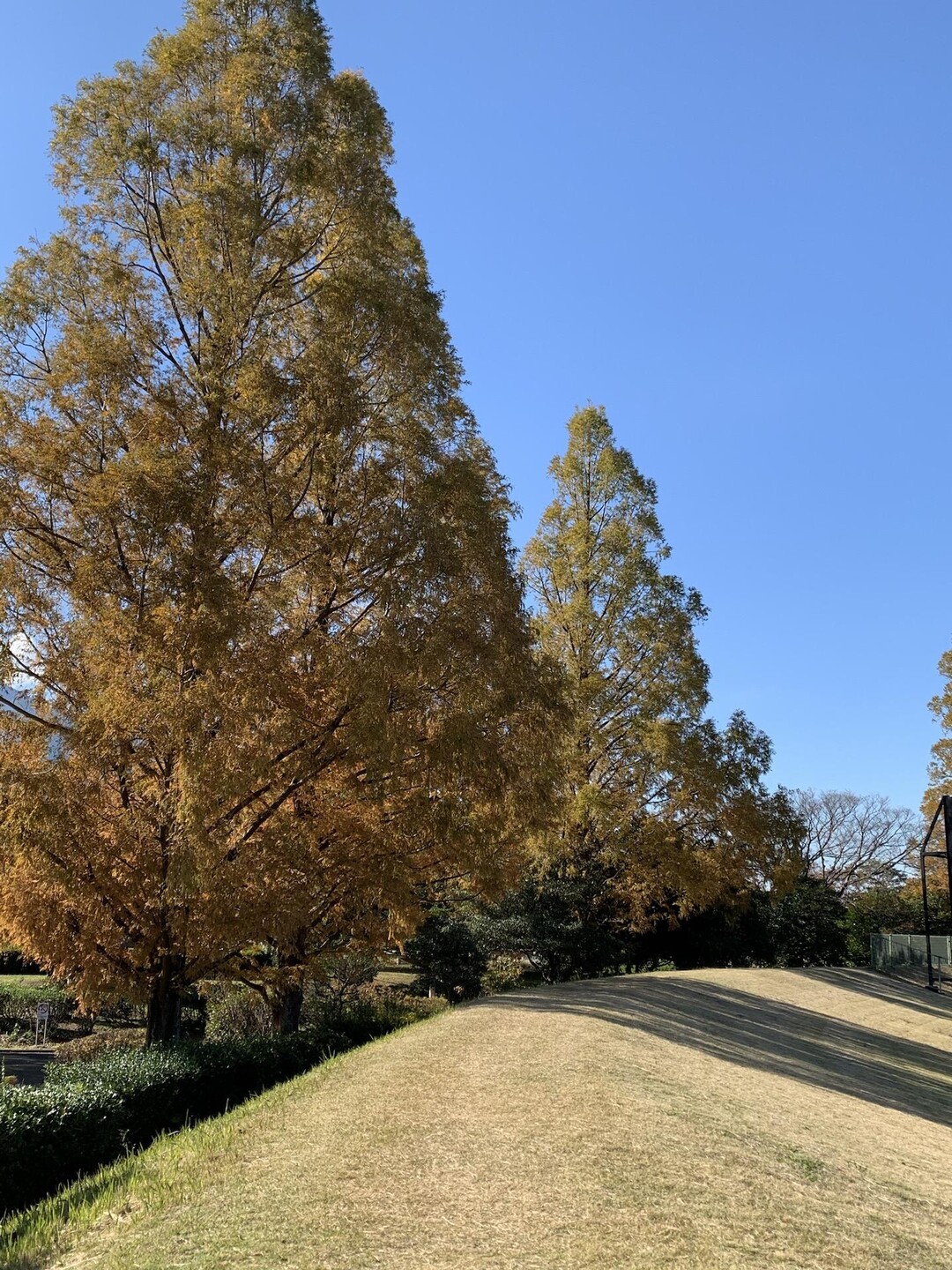 三島運動公園ウォーキング🏃‍♀️🏃‍♀️🏃‍♀️ / seekaさんのウォーキングの活動データ | YAMAP / ヤマップ