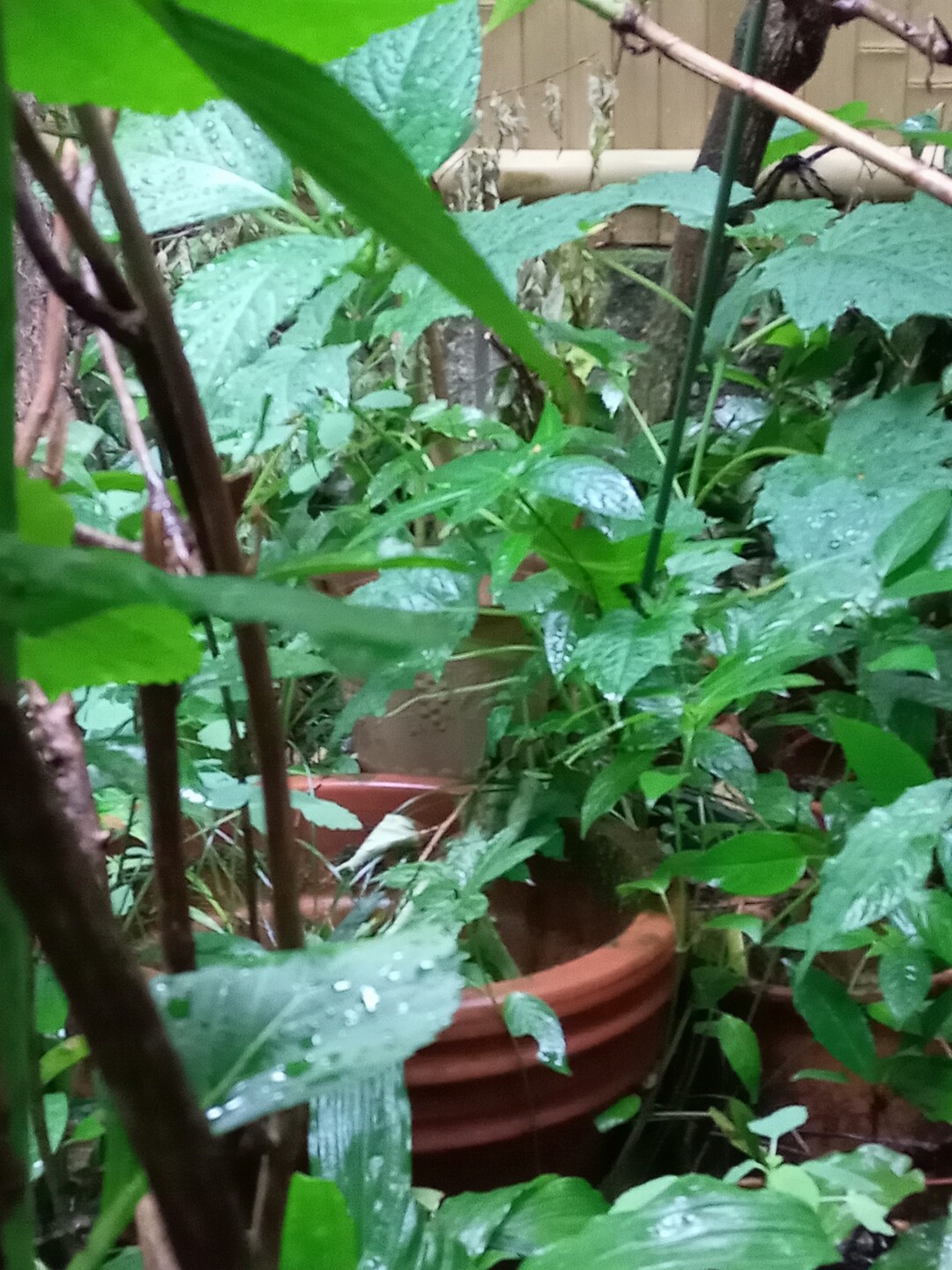 「種から山野草を育てる」 石原篤幸著 ... / yuusenさんのモーメント | YAMAP / ヤマップ