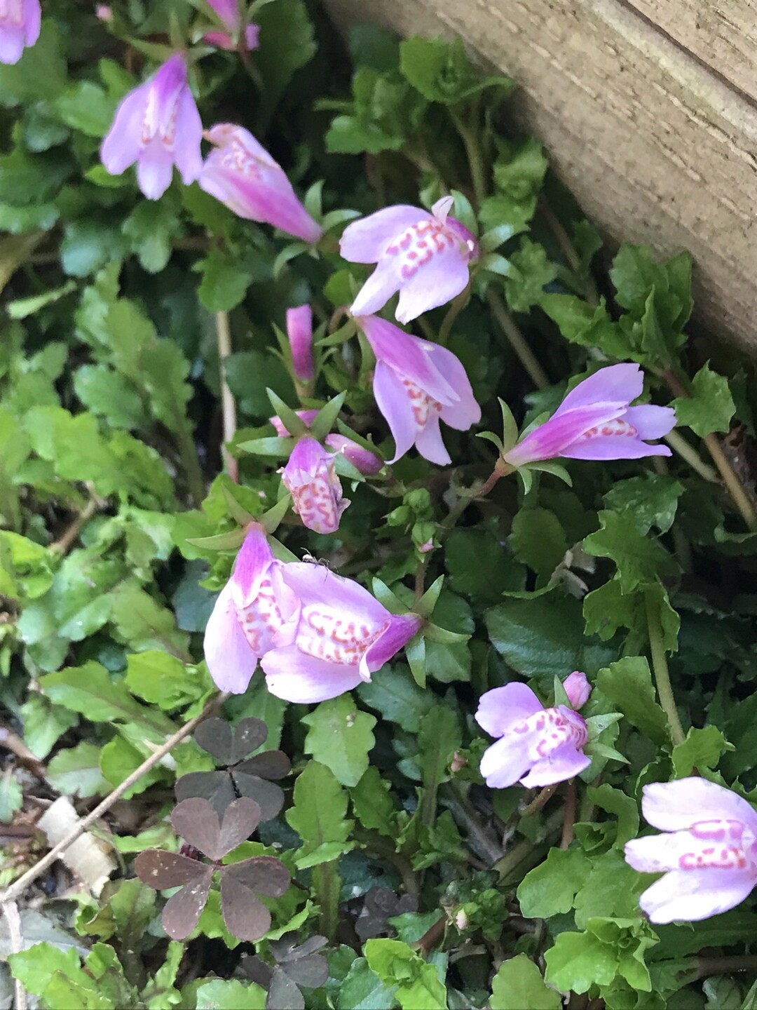 春の庭が色づきはじめています♪ ①サギ... / TAKUMIさんのモーメント | YAMAP / ヤマップ