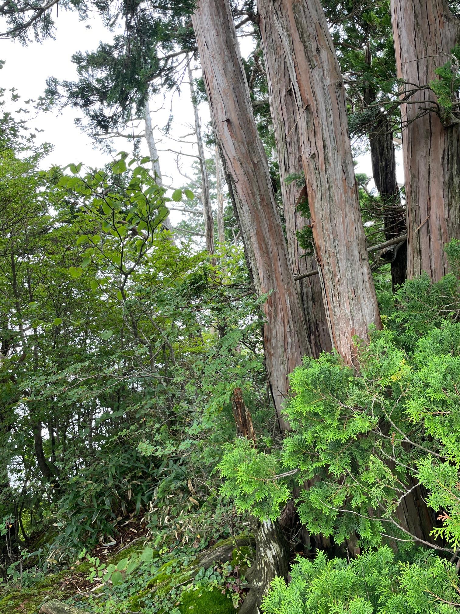 nekoさんの投稿したフィールドメモ | YAMAP / ヤマップ