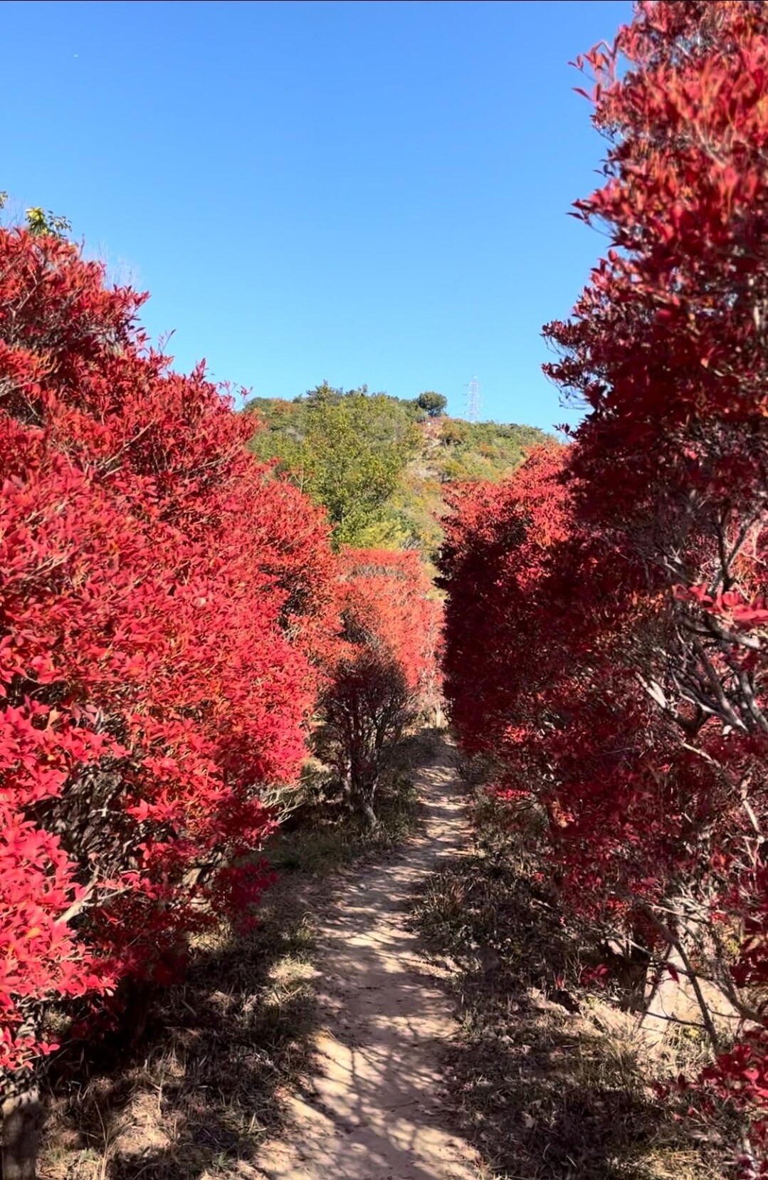 雄鷹台山 / kyoroさんの雄鷹台山の活動データ | YAMAP / ヤマップ