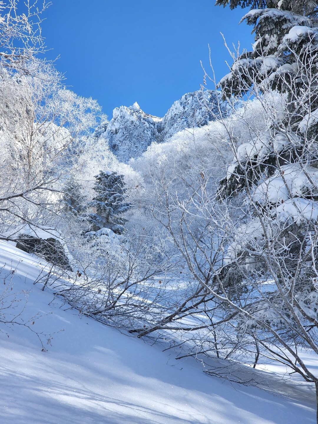 日光白根山 / jmamaさんの日光白根山・五色山・錫ヶ岳の活動データ | YAMAP / ヤマップ