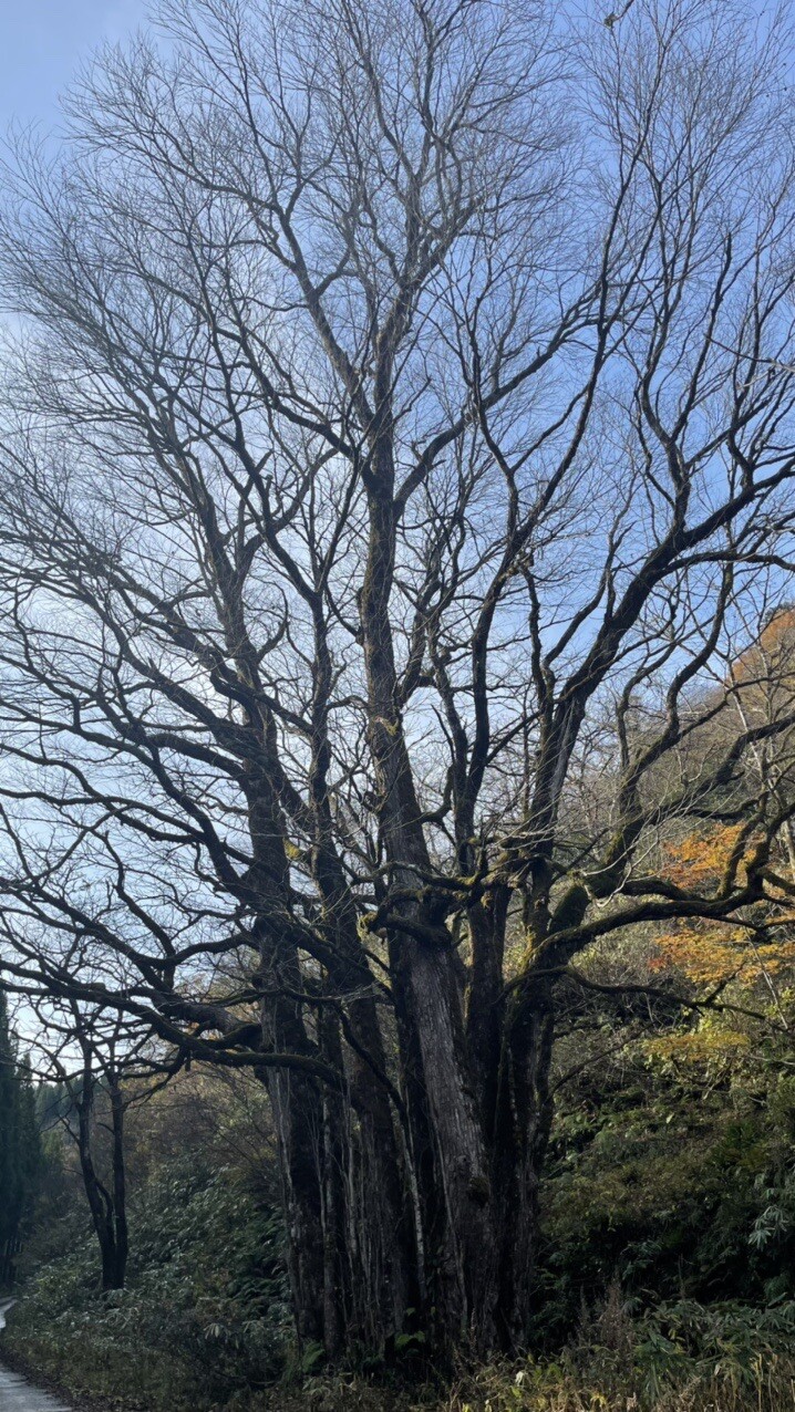 六谷山 / tatuさんの六谷山の活動データ | YAMAP / ヤマップ