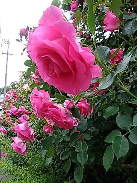 こんにゃくを売ってるお店 【麩市】のお庭... / opal糸さんのモーメント | YAMAP / ヤマップ