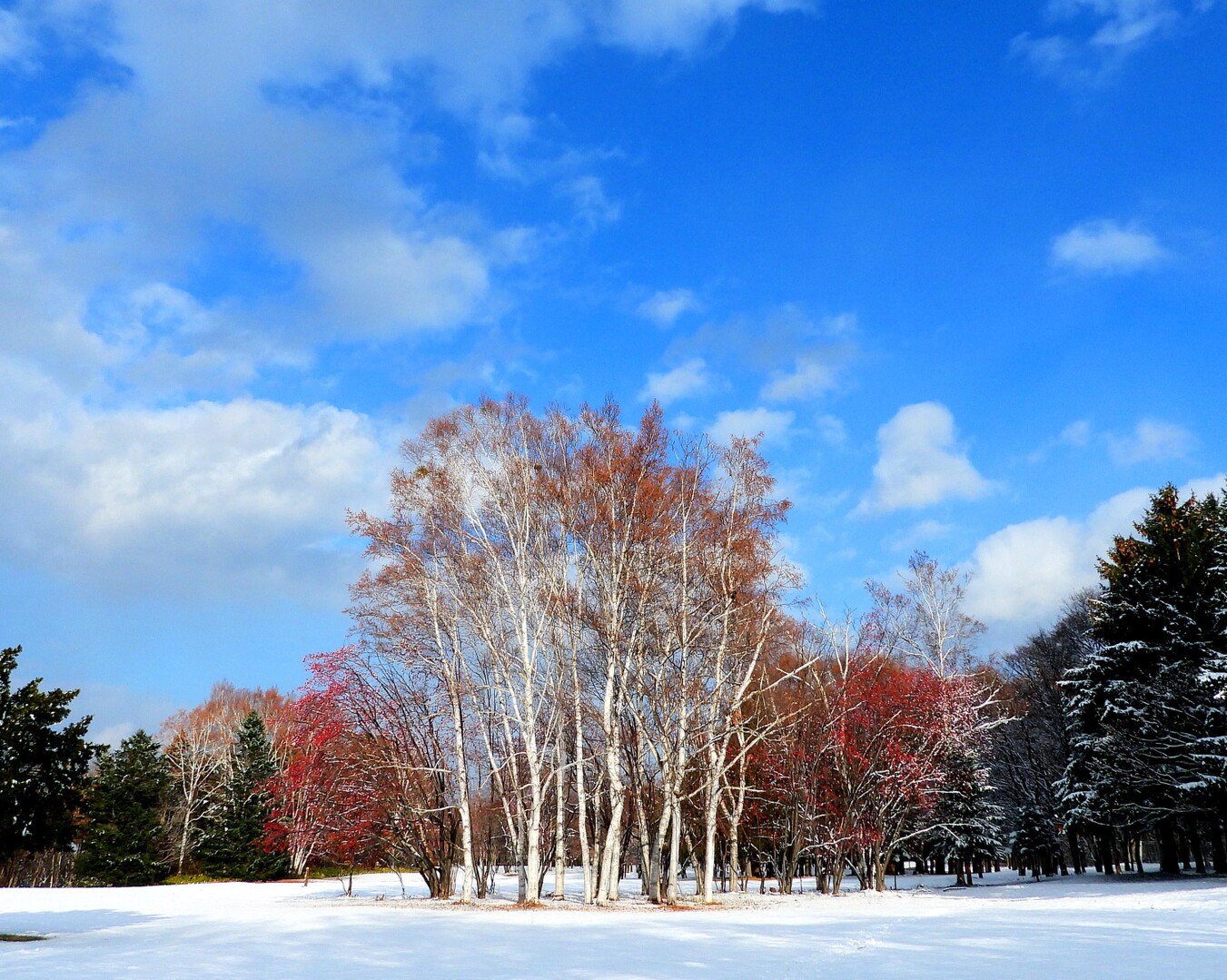 初冬の真駒内公園♪ / pon(夫) ＆ 連れ(妻)さんの札幌市の活動日記 | YAMAP / ヤマップ