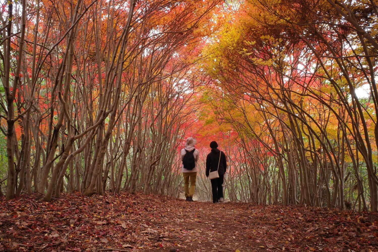 岩石山で笑顔の10連鎖！😄 ️ / n-u-m-aさんの岩石山（岩石城）の活動データ | YAMAP / ヤマップ