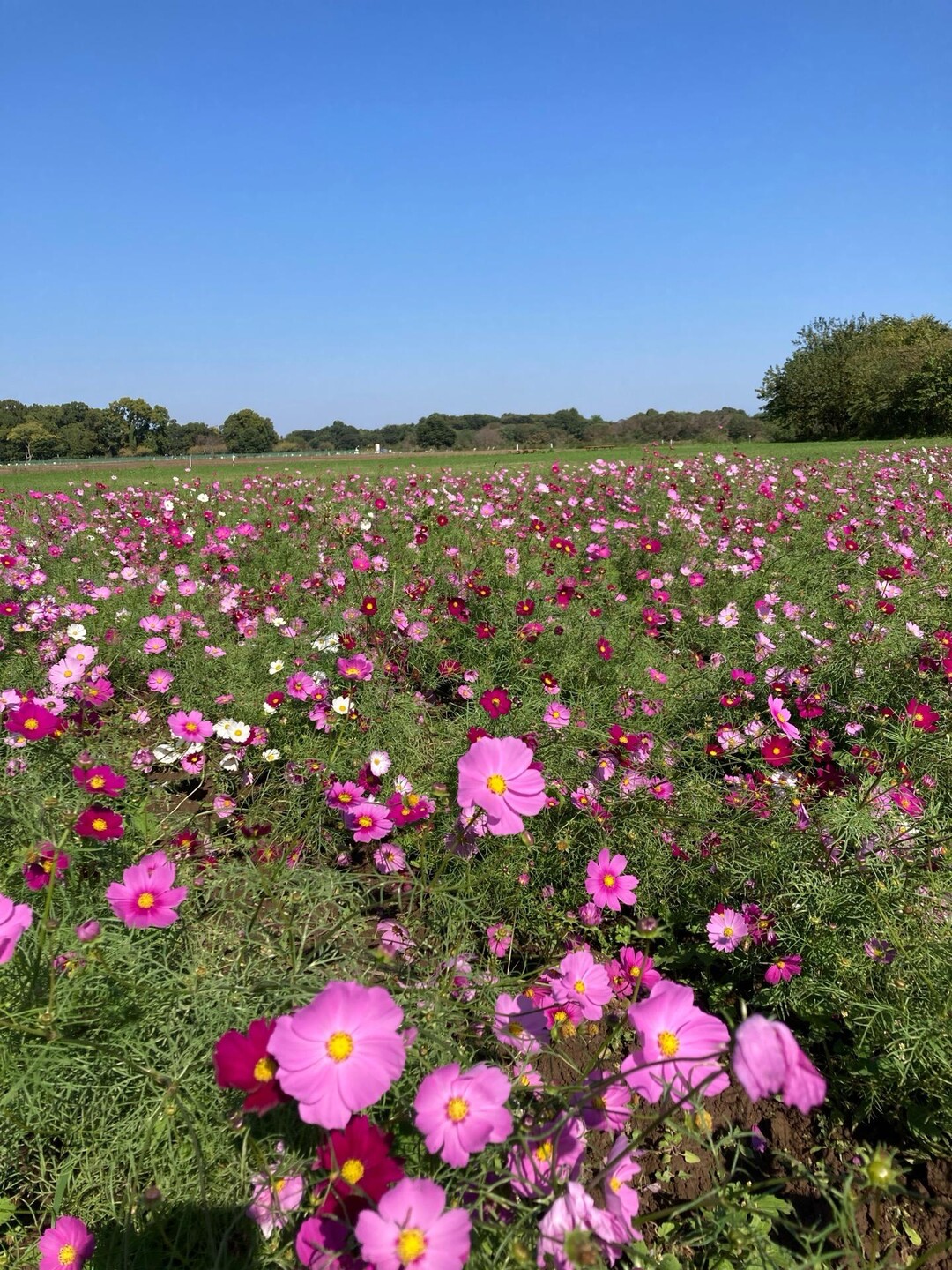 秋桜に筑波山が素晴らしい。 下妻の小貝川... / o-daijinさんのモーメント | YAMAP / ヤマップ