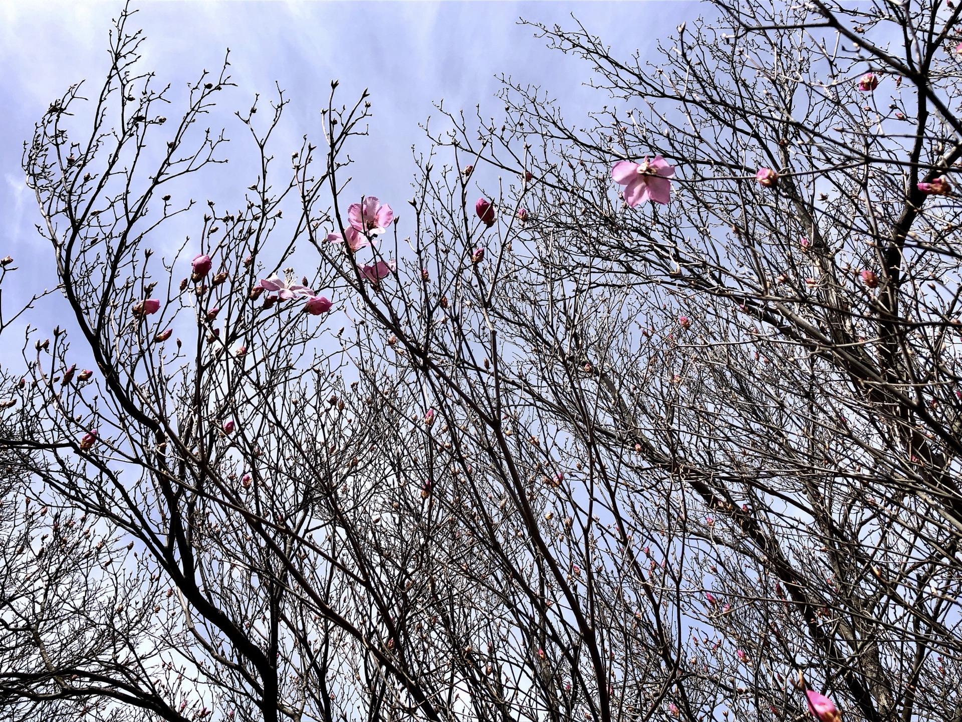 黒金尾根から古祖母山へ / Coki-aさんの祖母山の活動データ | YAMAP / ヤマップ