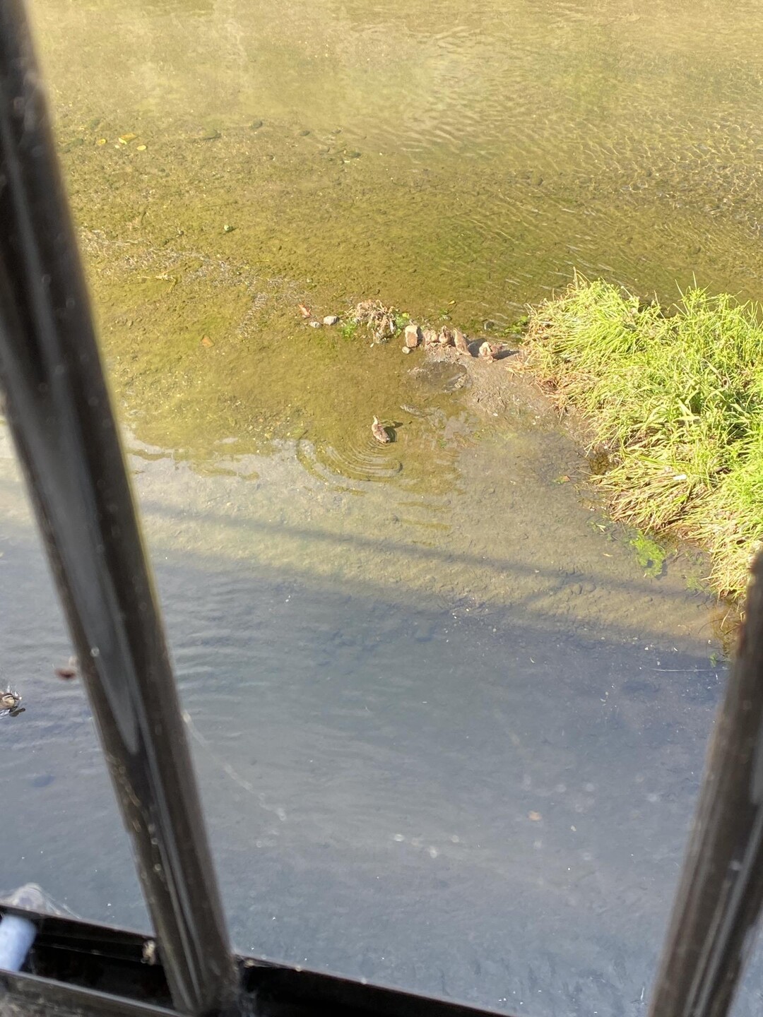 鴨親子④ 本日今朝も帰りも会えた〜 今... / elieeさんのモーメント | YAMAP / ヤマップ