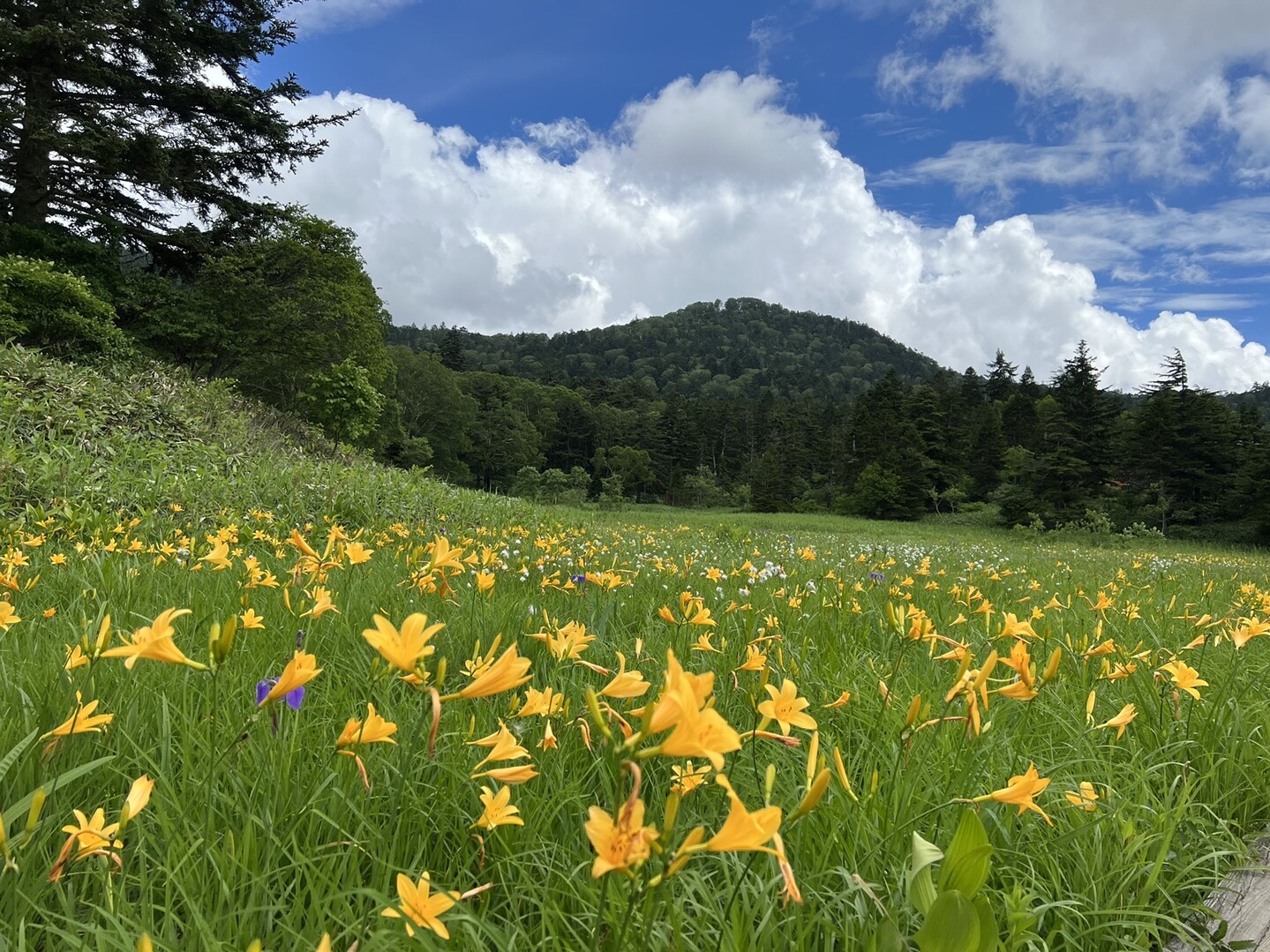 尾瀬沼〜燧ヶ岳(柴安嵓) 2022.07.17-18 / keyさんの尾瀬・燧ヶ岳の活動データ | YAMAP / ヤマップ