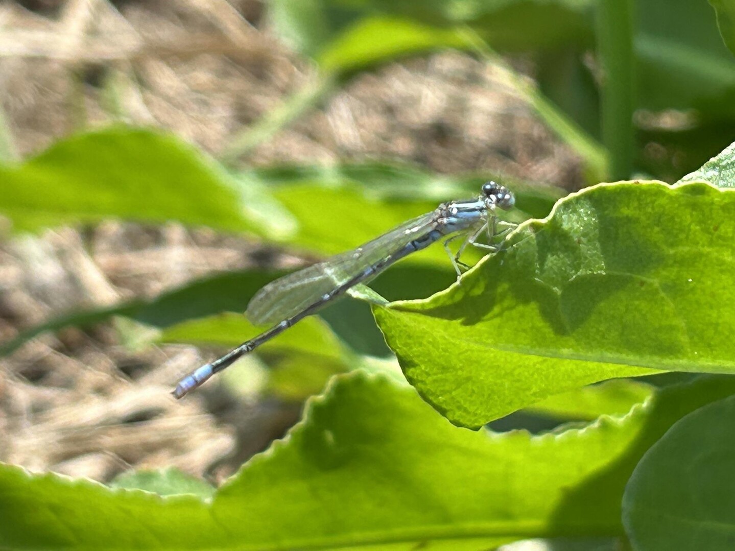 福島潟R6 06-08 絶滅危惧種イトトンボ / kaizaさんのウォーキングの活動データ | YAMAP / ヤマップ
