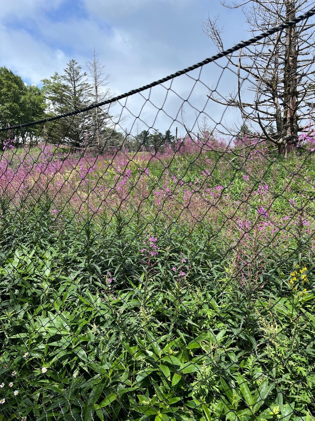 ヤナギラン（山伏） / ka-zさんの山伏・八紘嶺・笹山の活動データ | YAMAP / ヤマップ