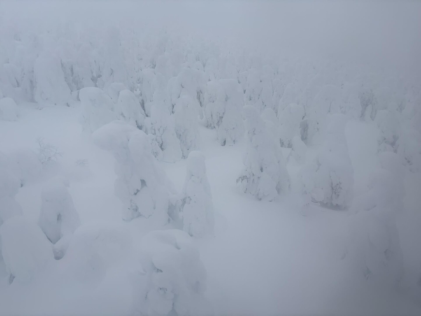 蔵王は真っ白白(ㅇㅁㅇ) 4回目のチャ... / toshi:miさんのモーメント | YAMAP / ヤマップ