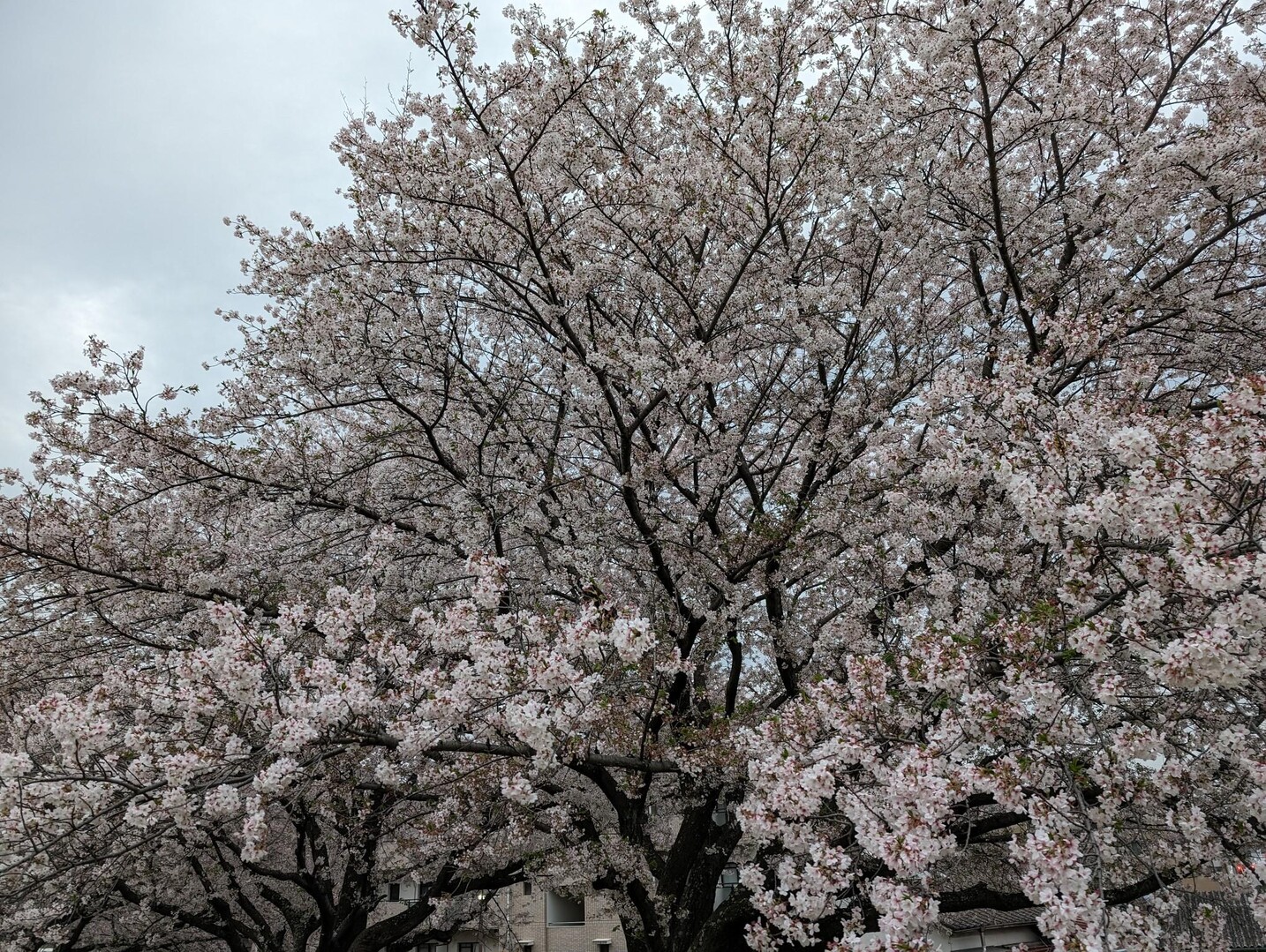 家の近くの水城跡の桜並木を見に行ってきま... / aki_takaさんのモーメント | YAMAP / ヤマップ