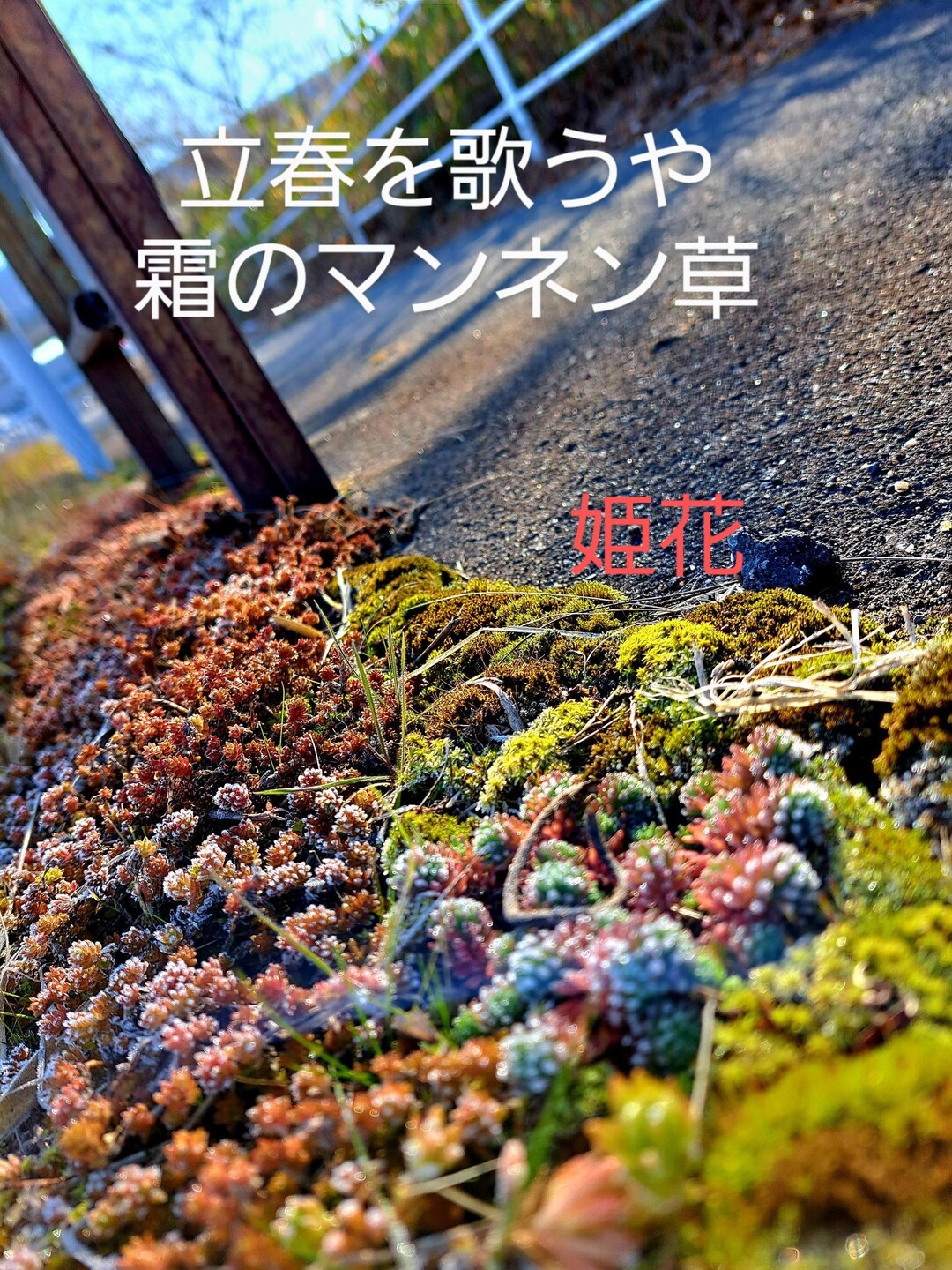 気持ちのいい朝、穂谷川の土手道 / 姫花さんのモーメント | YAMAP / ヤマップ