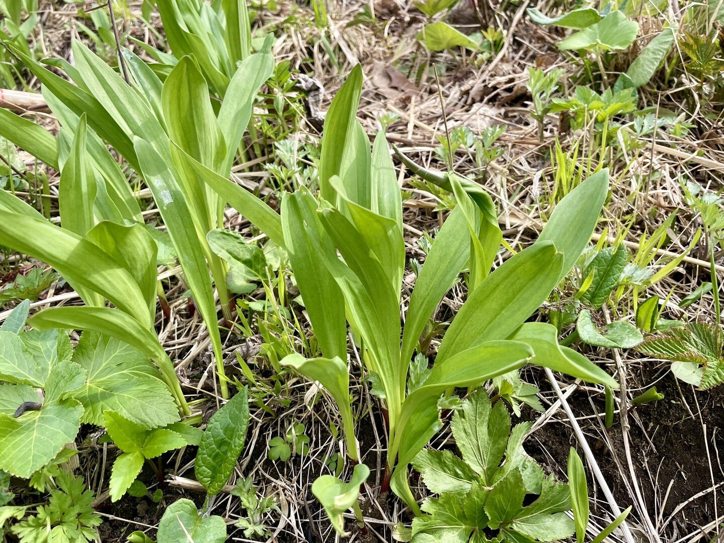 ギョウジャニンニク（キトピロ）採りをして... / HIRO-Kさんのモーメント | YAMAP / ヤマップ