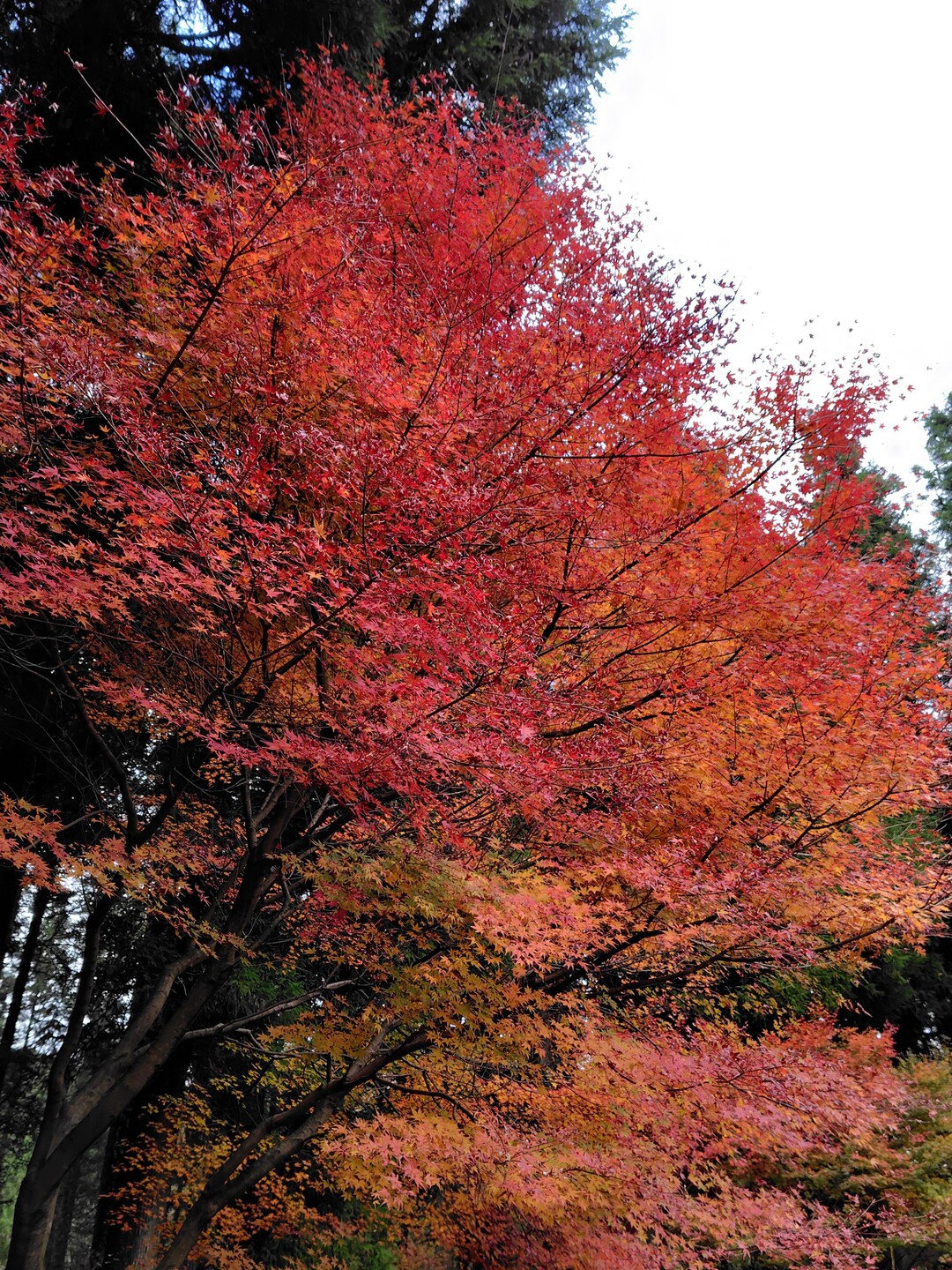 崩平山・扇山・合鴫山 / enoさんの崩平山の活動データ | YAMAP / ヤマップ