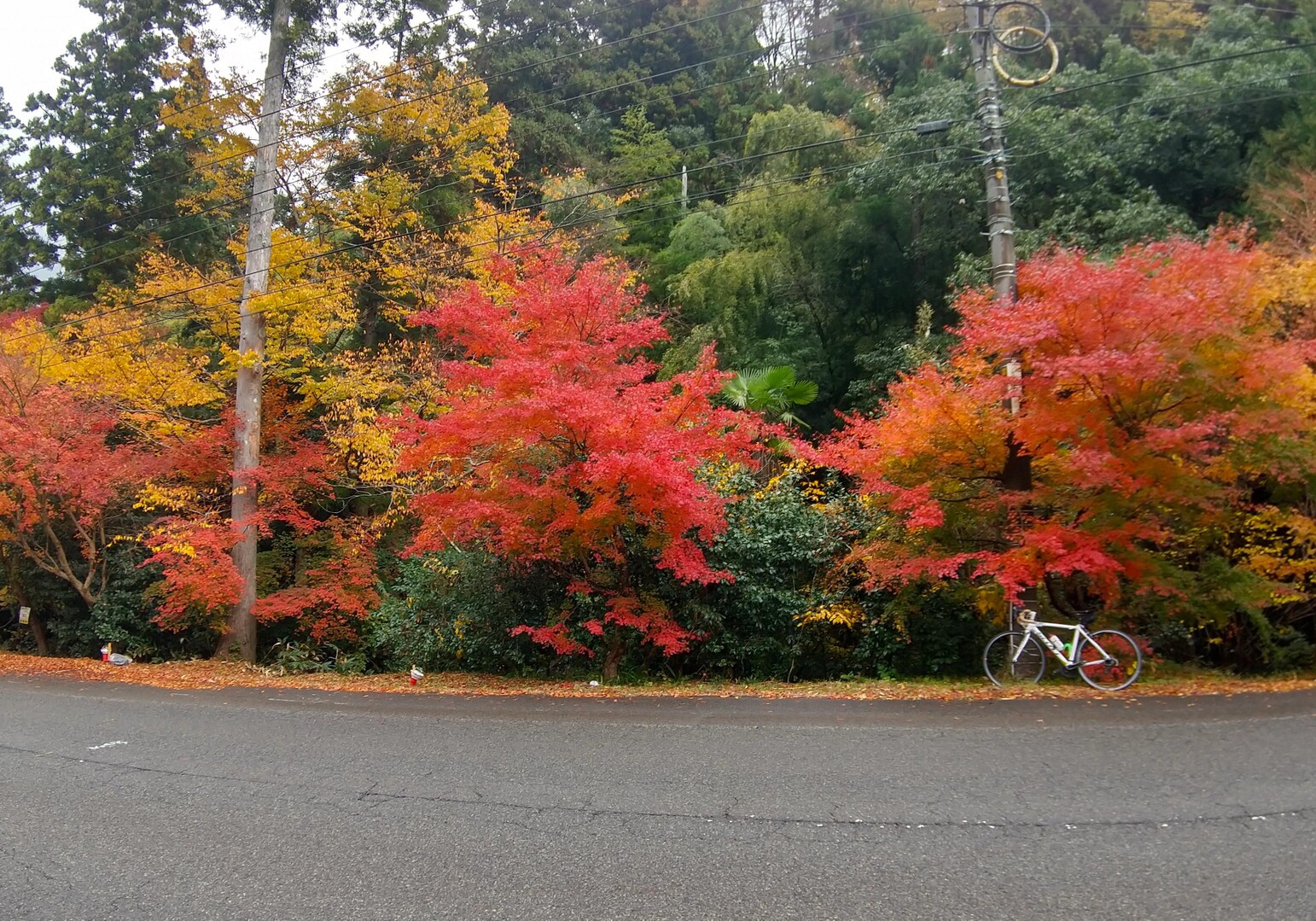 まだ見れる紅葉スポットへ行ったは良かった... / mipotさんのモーメント | YAMAP / ヤマップ