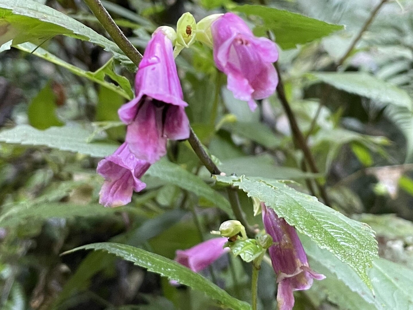 双石山&加江田渓谷&SOKKENスタジアム / AnKemiさんの双石山・花切山・岩壺山の活動データ | YAMAP / ヤマップ
