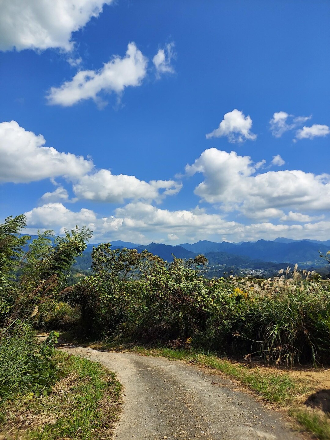 高千穂町 高屋山 / derainandreさんの高千穂町の活動データ | YAMAP / ヤマップ