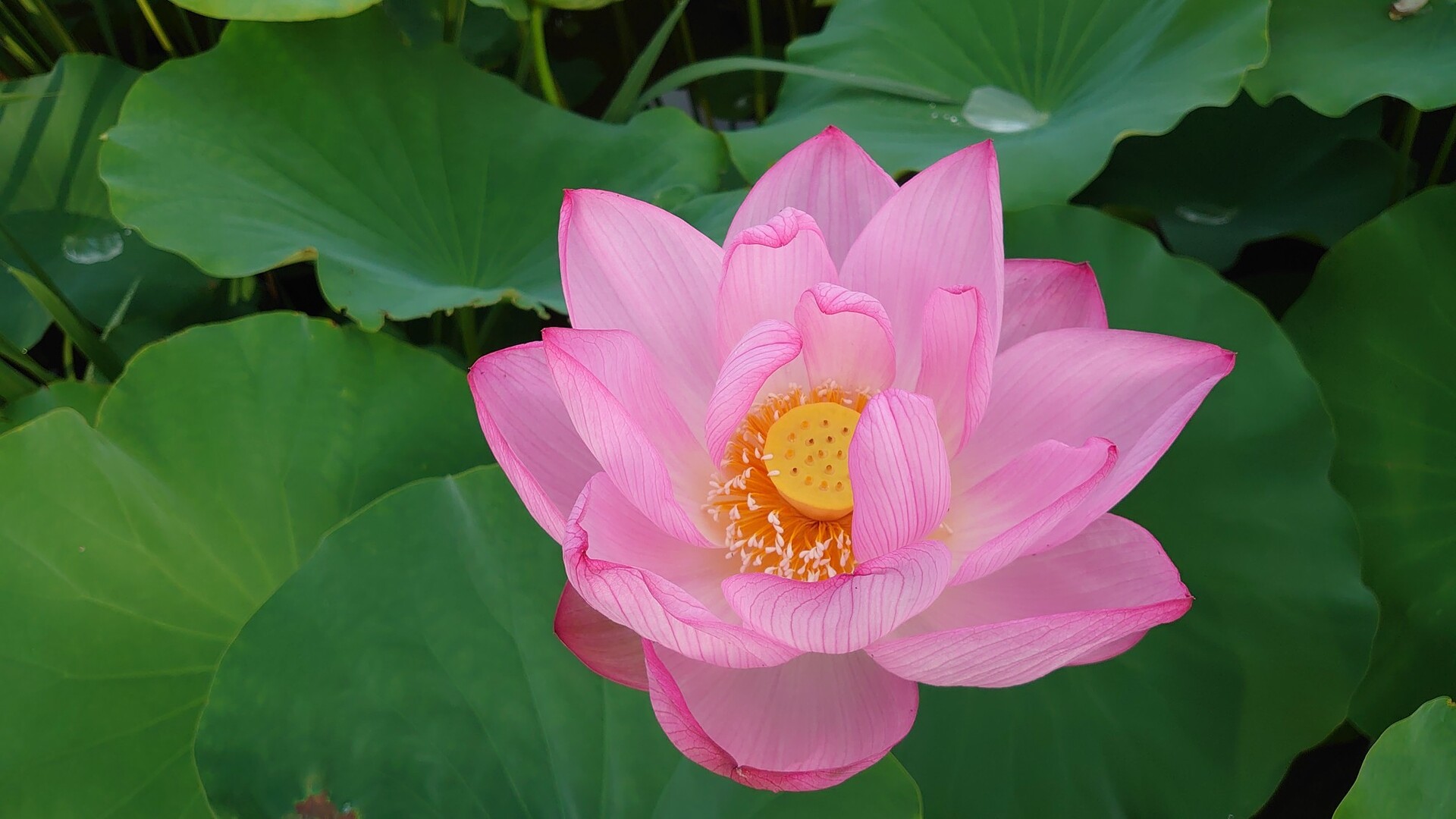 高田公園朝散歩。 観蓮会は7月16日から... / yone993さんのモーメント | YAMAP / ヤマップ