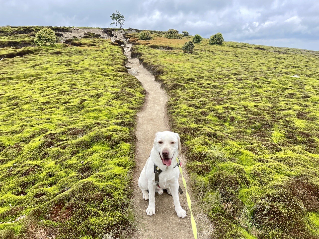 はじめてのパーティ登山（R421→イブネ→朝明） / あずきさんの日本コバの活動データ | YAMAP / ヤマップ