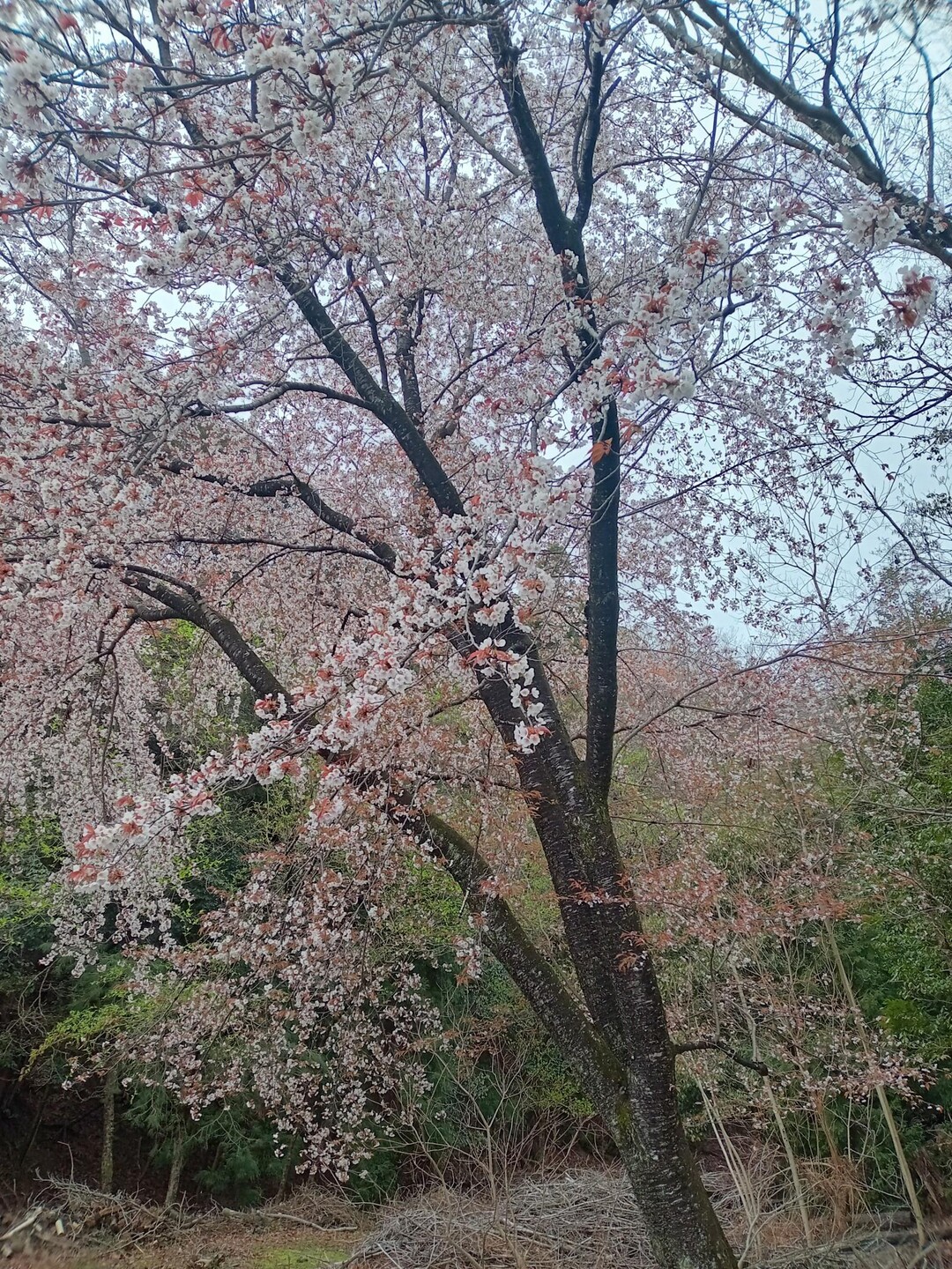 沓掛山-2024-04-04 / yuusenさんのウォーキングの活動データ | YAMAP / ヤマップ