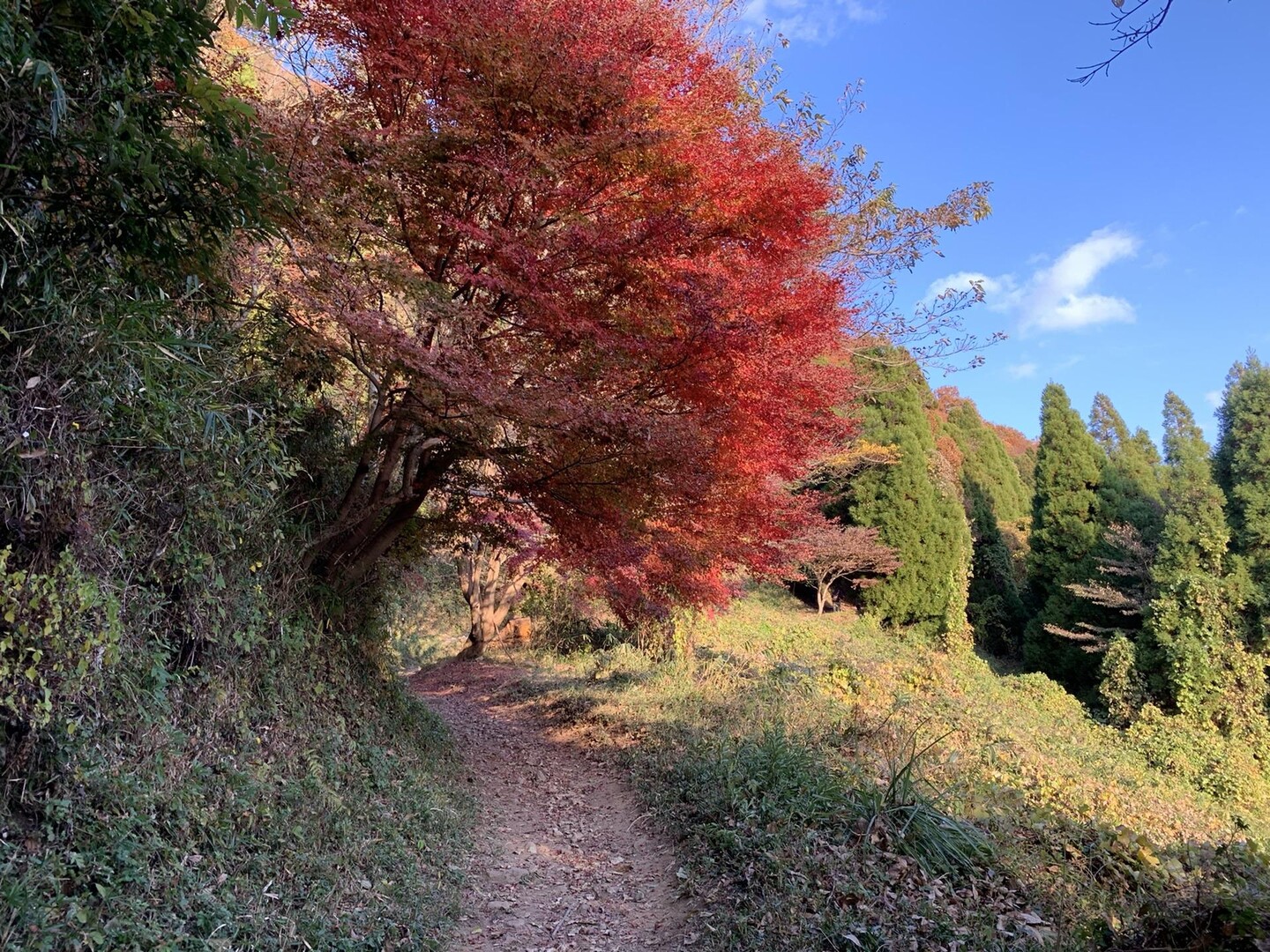 高崎山の紅葉🍁 2023/11/27 / 油山平治さんのモーメント | YAMAP / ヤマップ