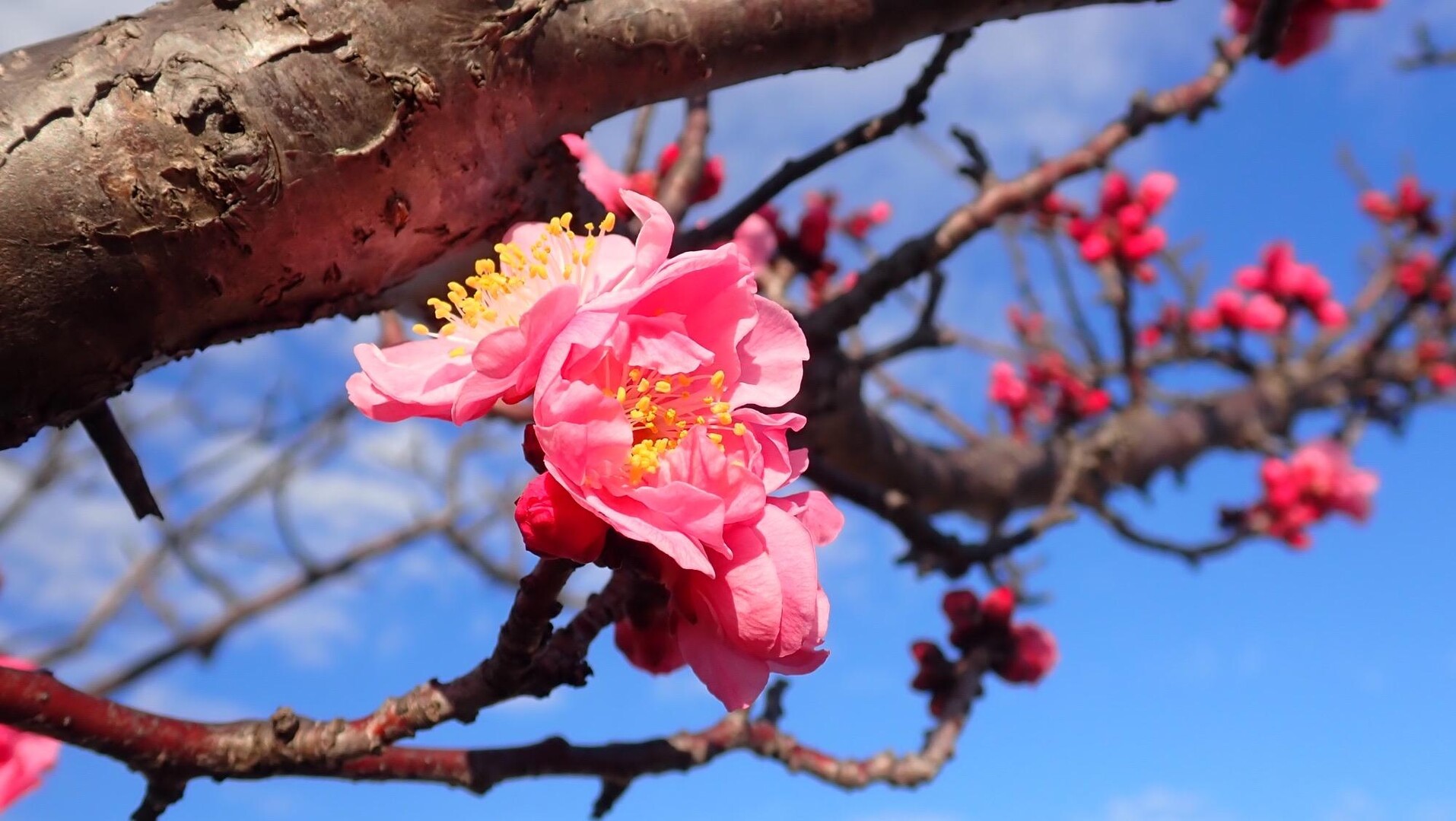 とおの山の帰りに緑地の梅の里に立ち寄りま... / BINcyanさんのモーメント | YAMAP / ヤマップ