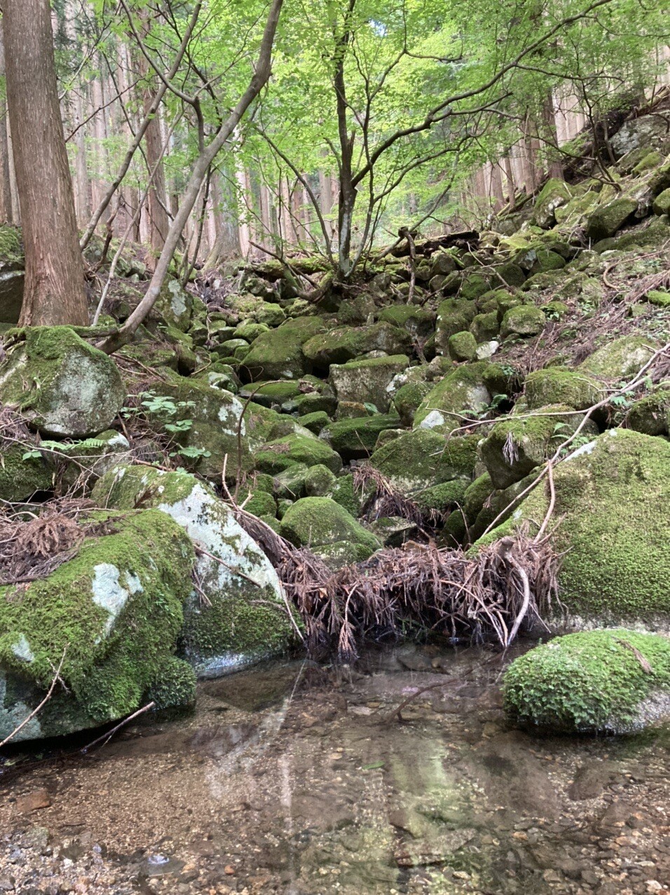 Eno-chanさんの投稿したフィールドメモ | YAMAP / ヤマップ