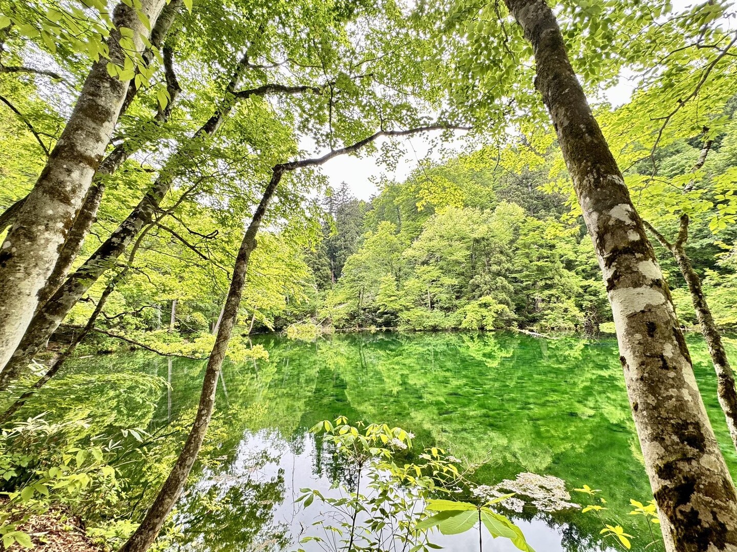 絵画のような龍ヶ窪の池と天上山 / NBさんの信越トレイル（森宮野原駅・結東・苗場山）の活動データ | YAMAP / ヤマップ