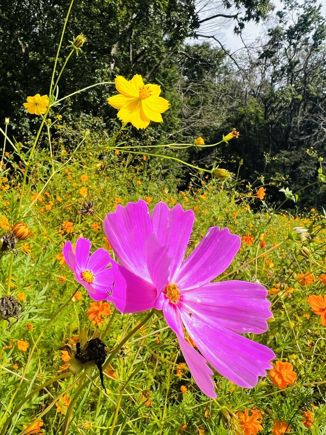 七国山, 大塚山 & つつじ山 / Amy(エイミー)さんの八王子市の活動データ | YAMAP / ヤマップ