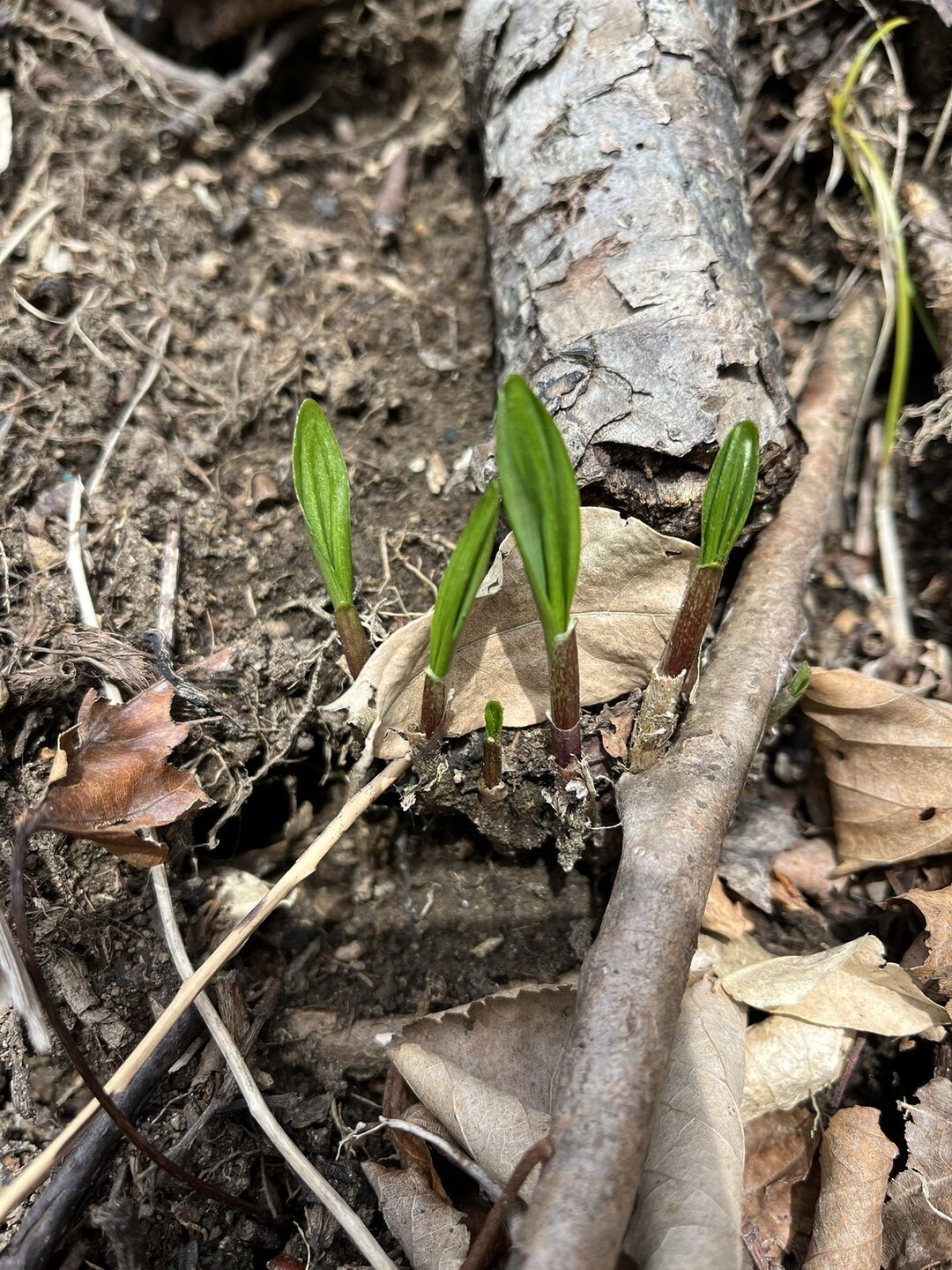 行者ニンニクハント 03-25 / SHOさんの五所川原市の活動データ | YAMAP / ヤマップ