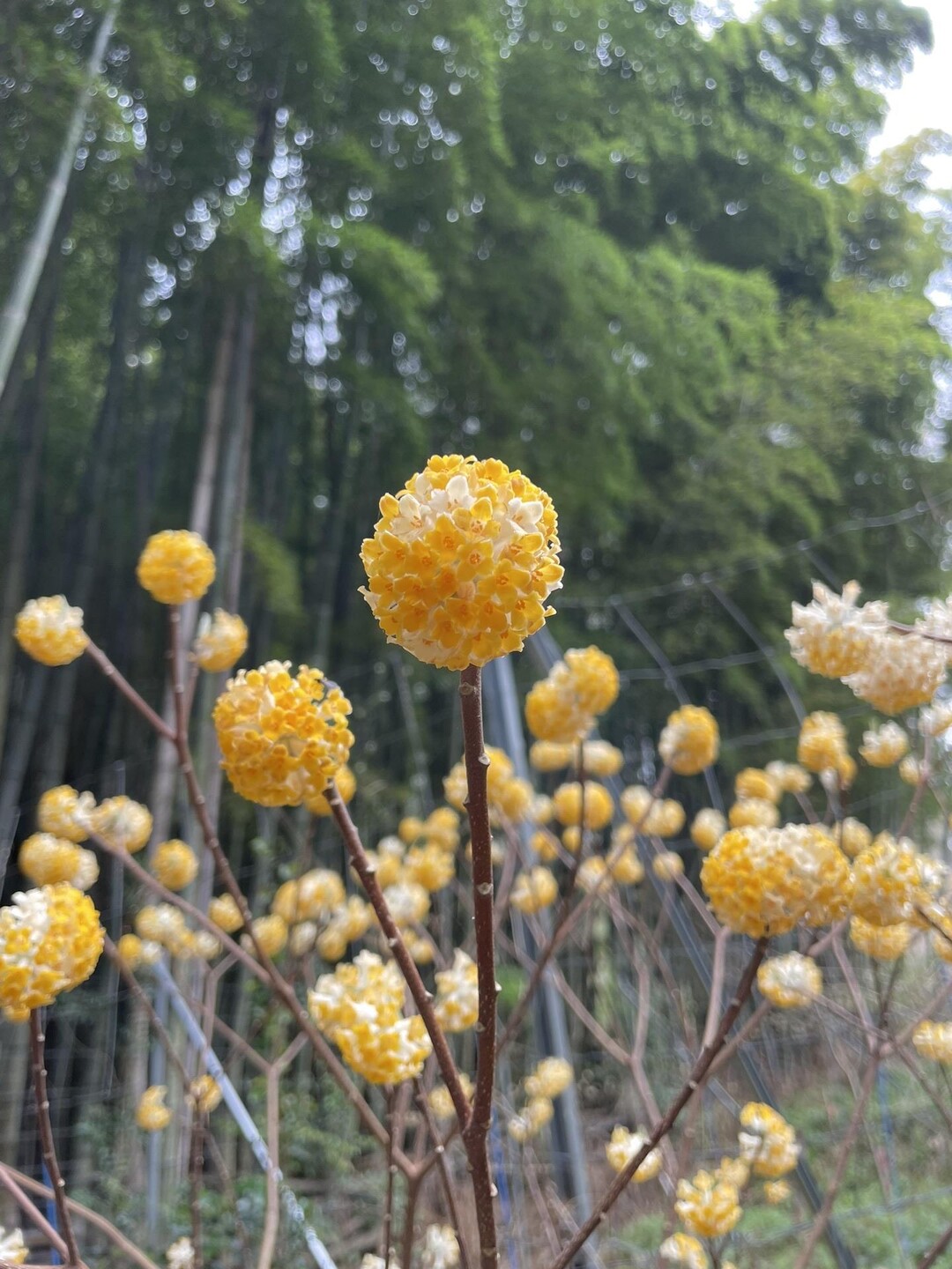 ミツマタ鑑賞しに天王山へ🚶 / 9niさんの鳩ヶ峰の活動データ | YAMAP / ヤマップ