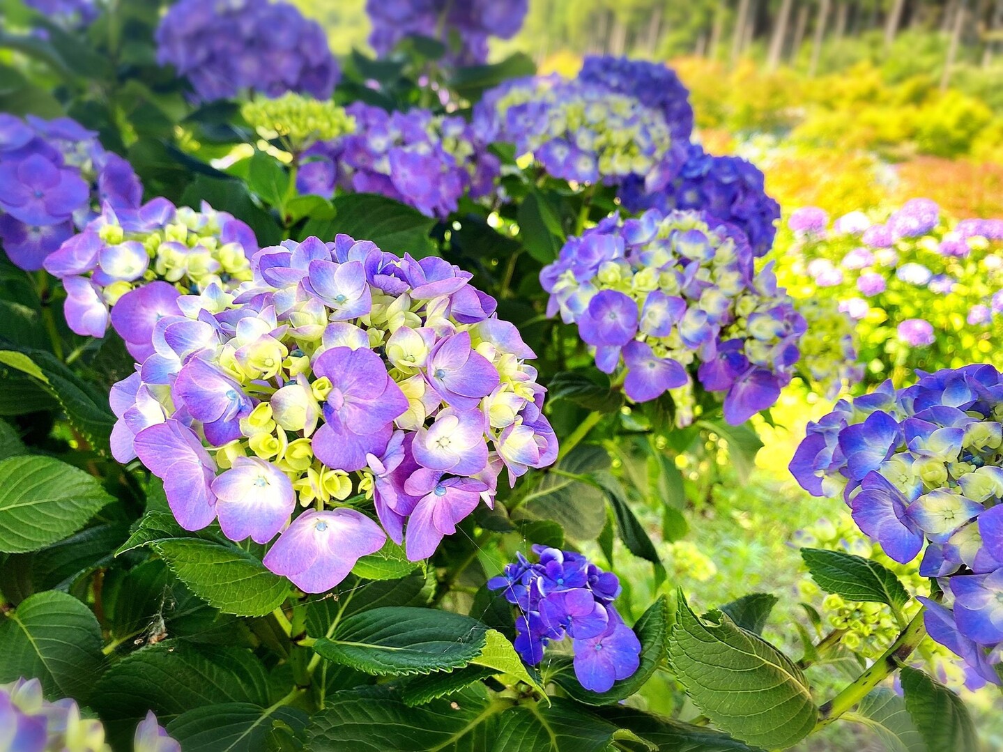 ひらたジュピアランド / zuko@さんの蓬田岳の活動データ | YAMAP / ヤマップ