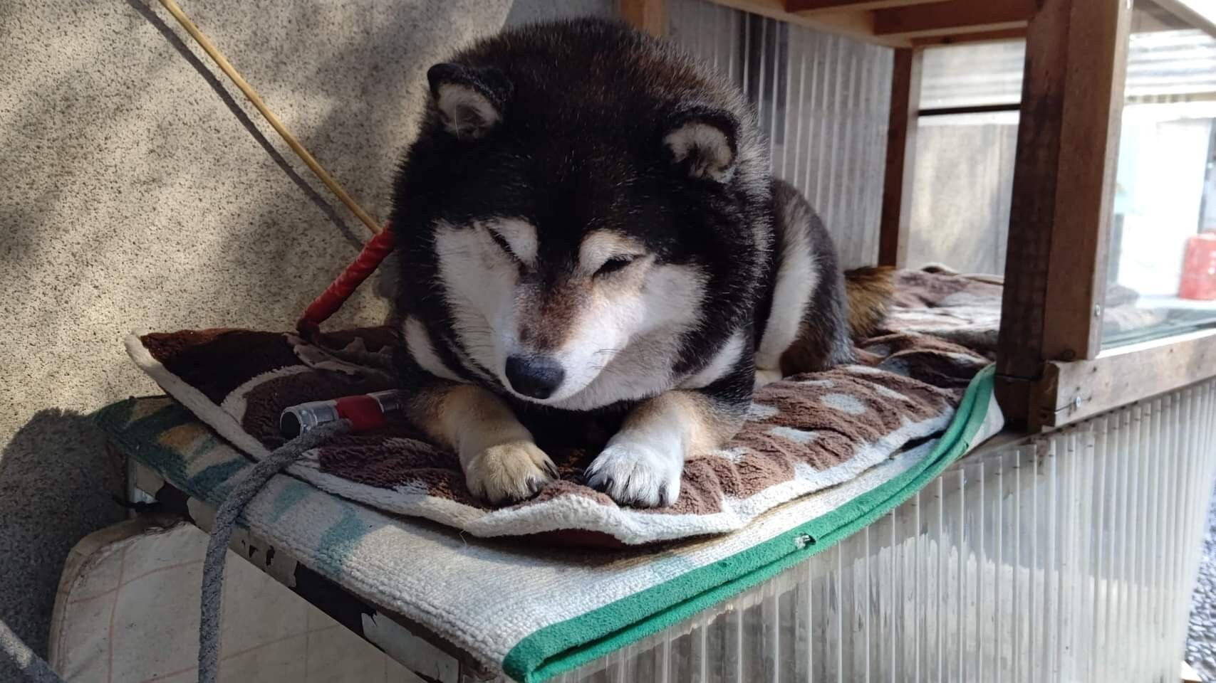 🎵 空ちゃんの愛宕登山も春なかば 悟空... / kyoyamaさんのモーメント | YAMAP / ヤマップ